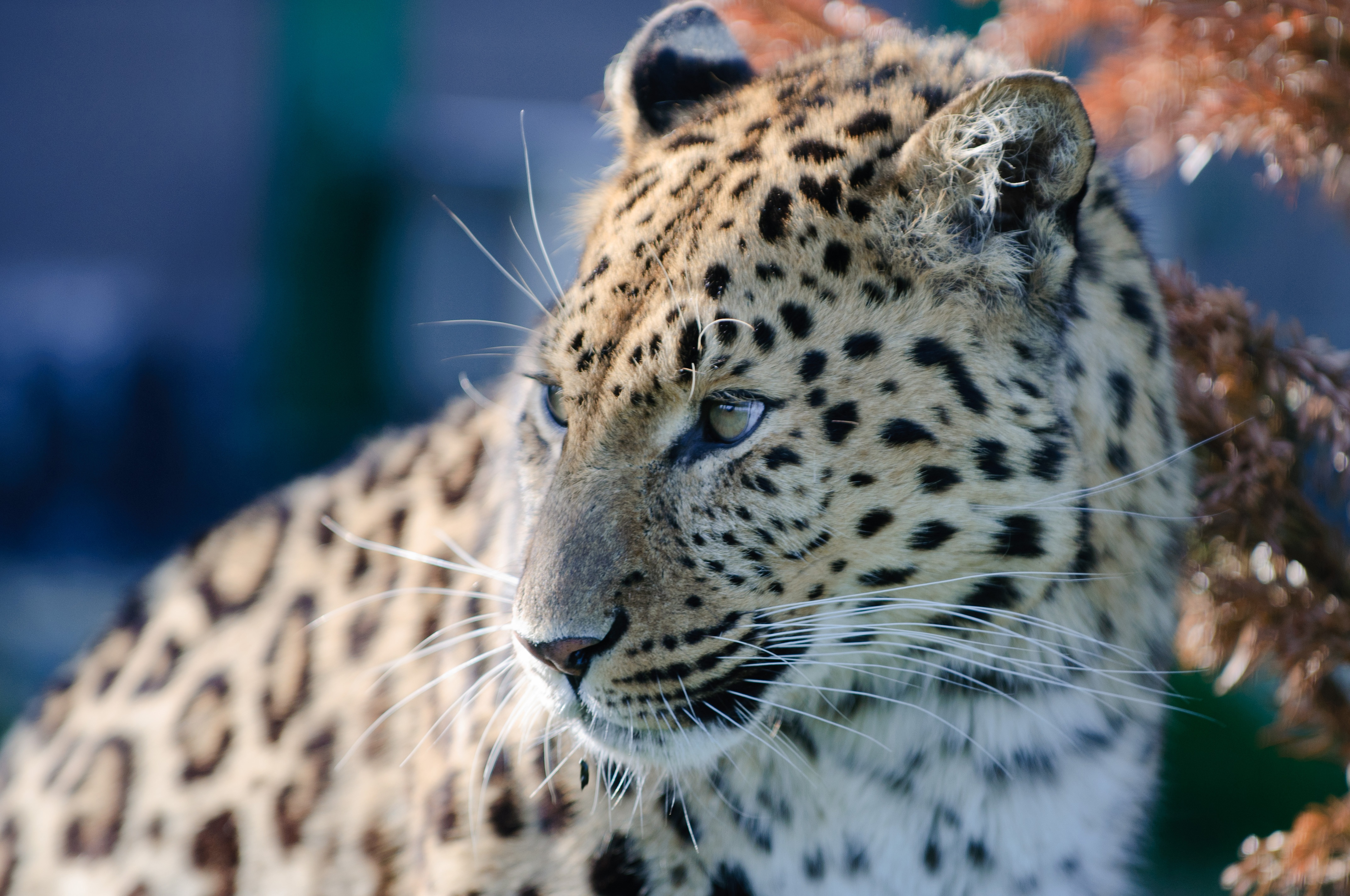 Download Close-up Animal Leopard 4k Ultra HD Wallpaper