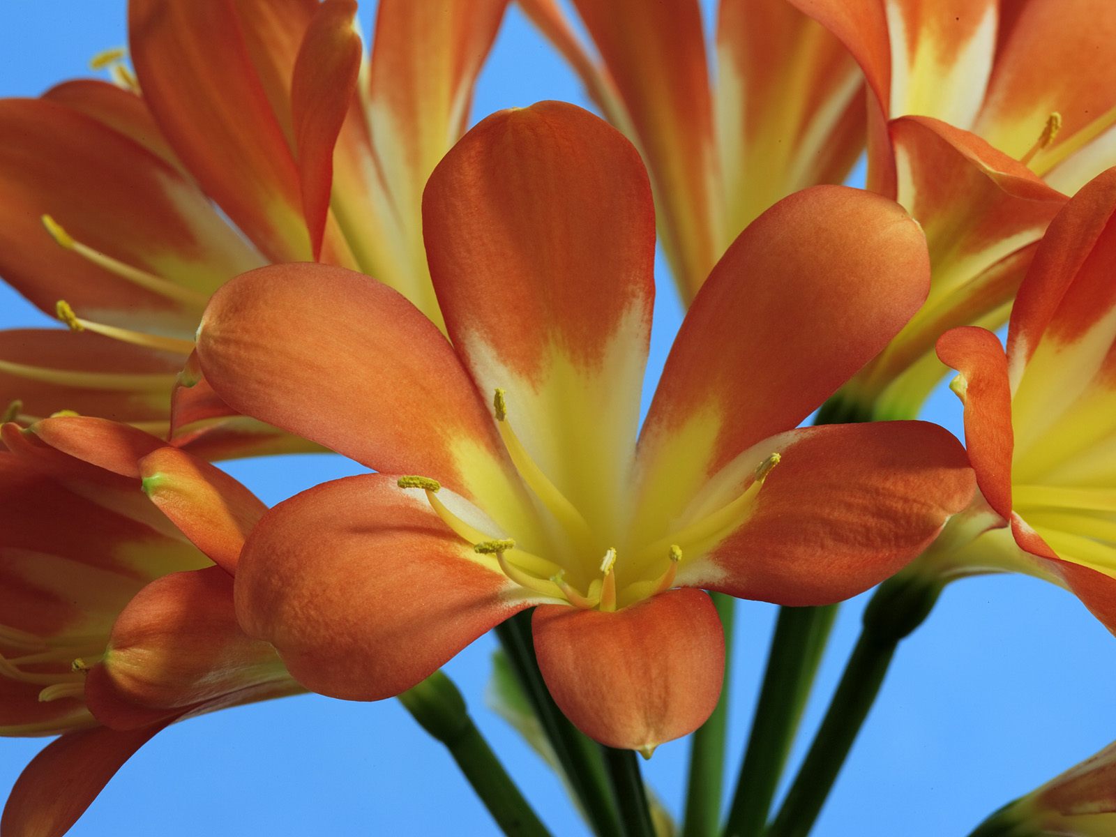 Download Nature Flower Wallpaper