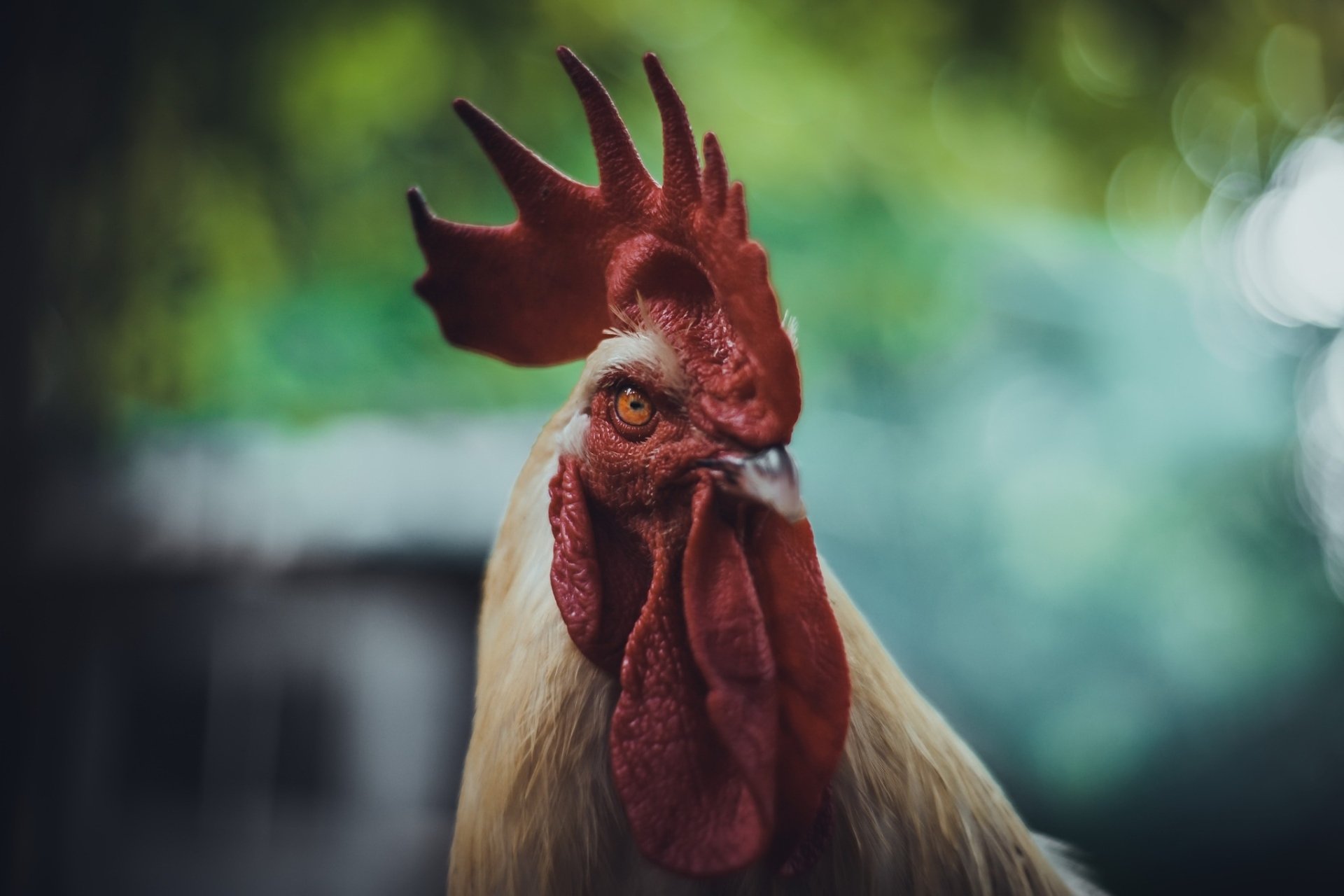 Download Stare Bokeh Animal Rooster HD Wallpaper