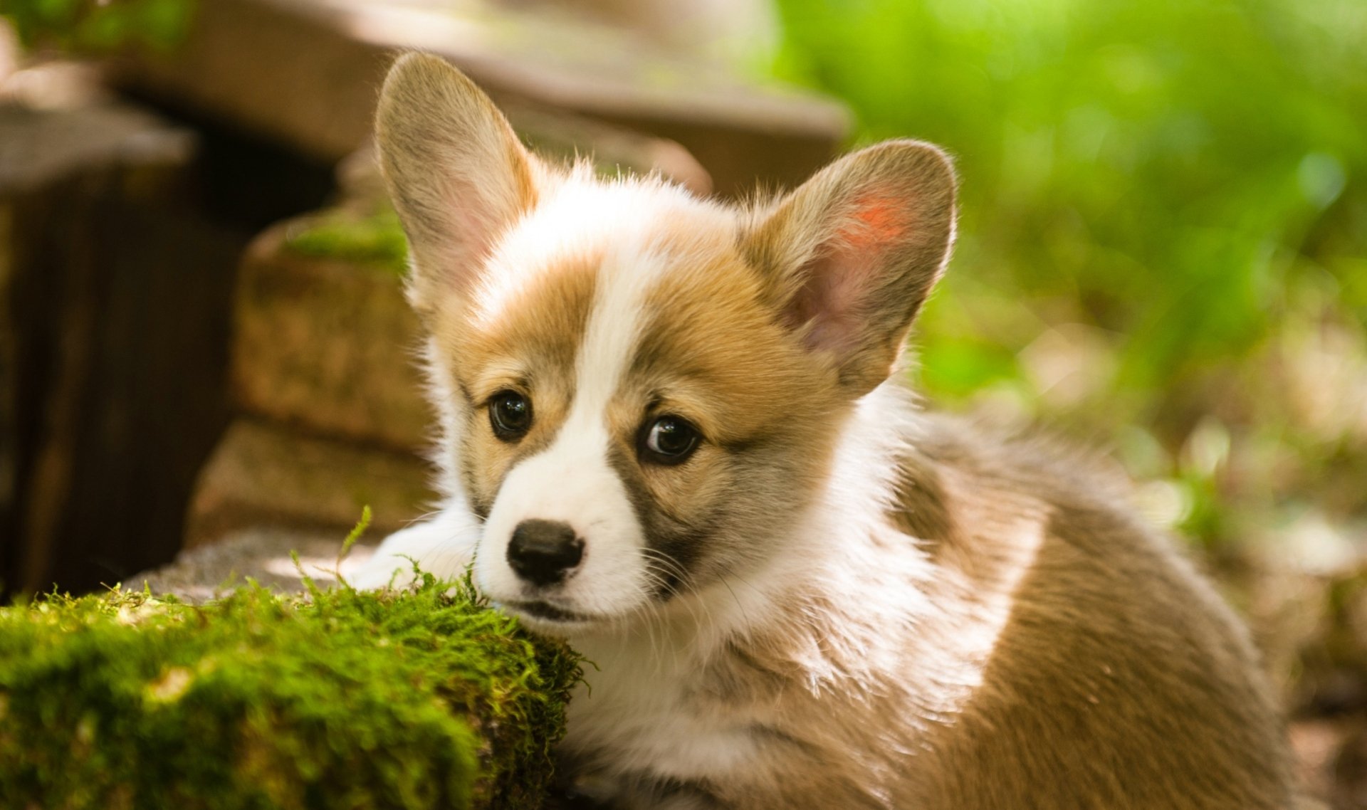 Download Puppy Baby Animal Dog Animal Corgi HD Wallpaper