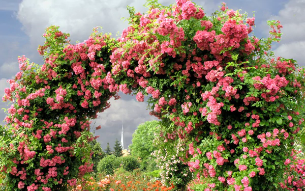 Download Nature Rose Bush HD Wallpaper