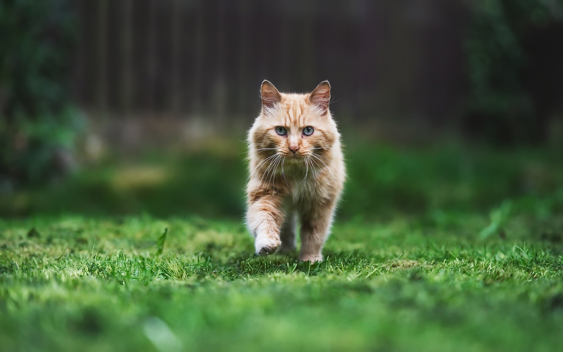 Focused Gaze: HD Depth of Field Cat Wallpaper