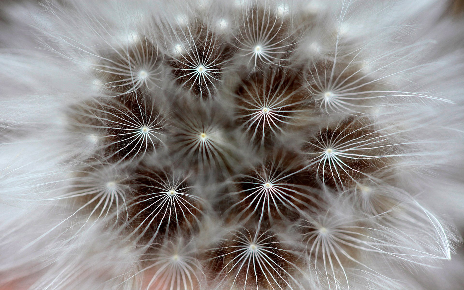 HD Close-Up: Nature’s Delicate Dandelion Glow | 2560x1600 | Wallpaper Abyss