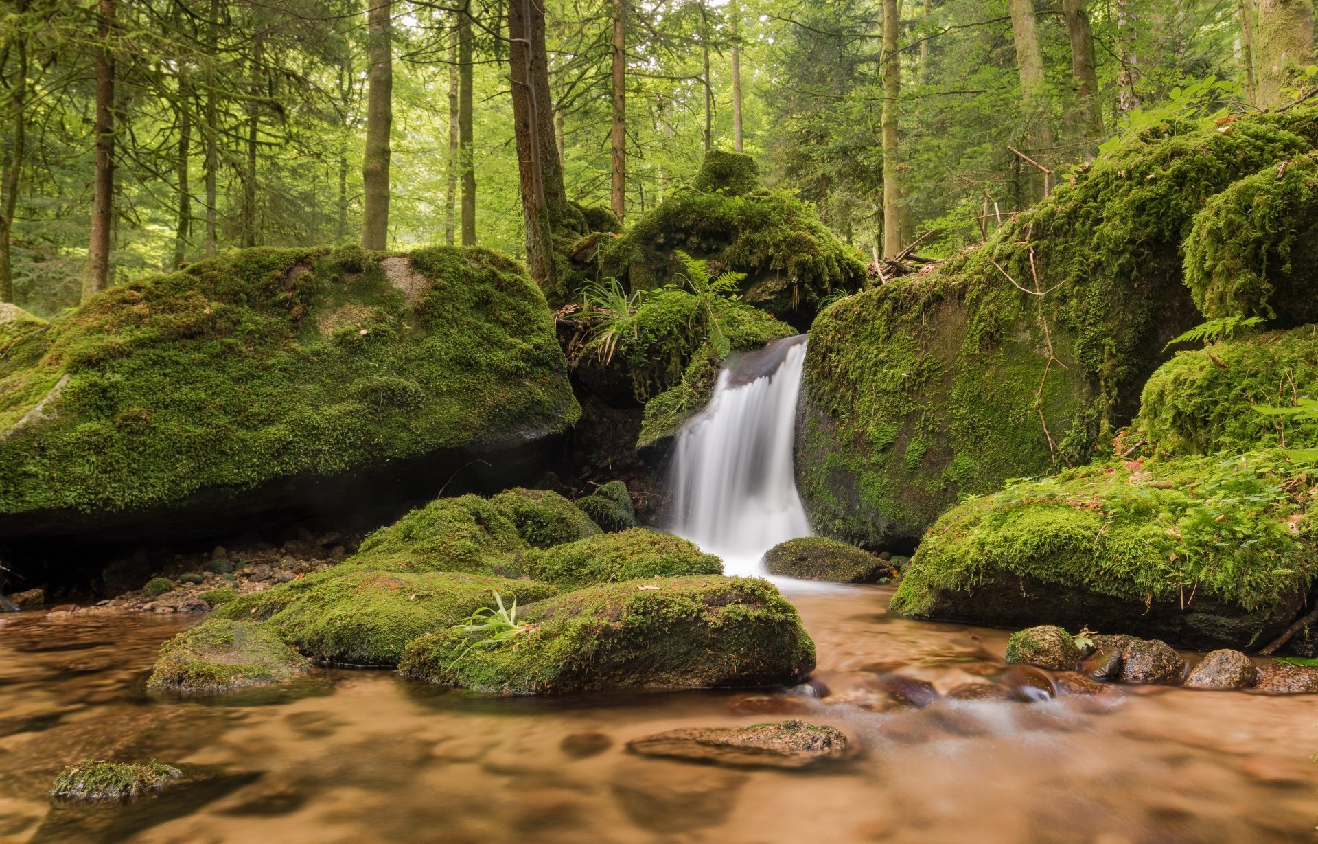 Download Moss Nature Stream 4k Ultra HD Wallpaper
