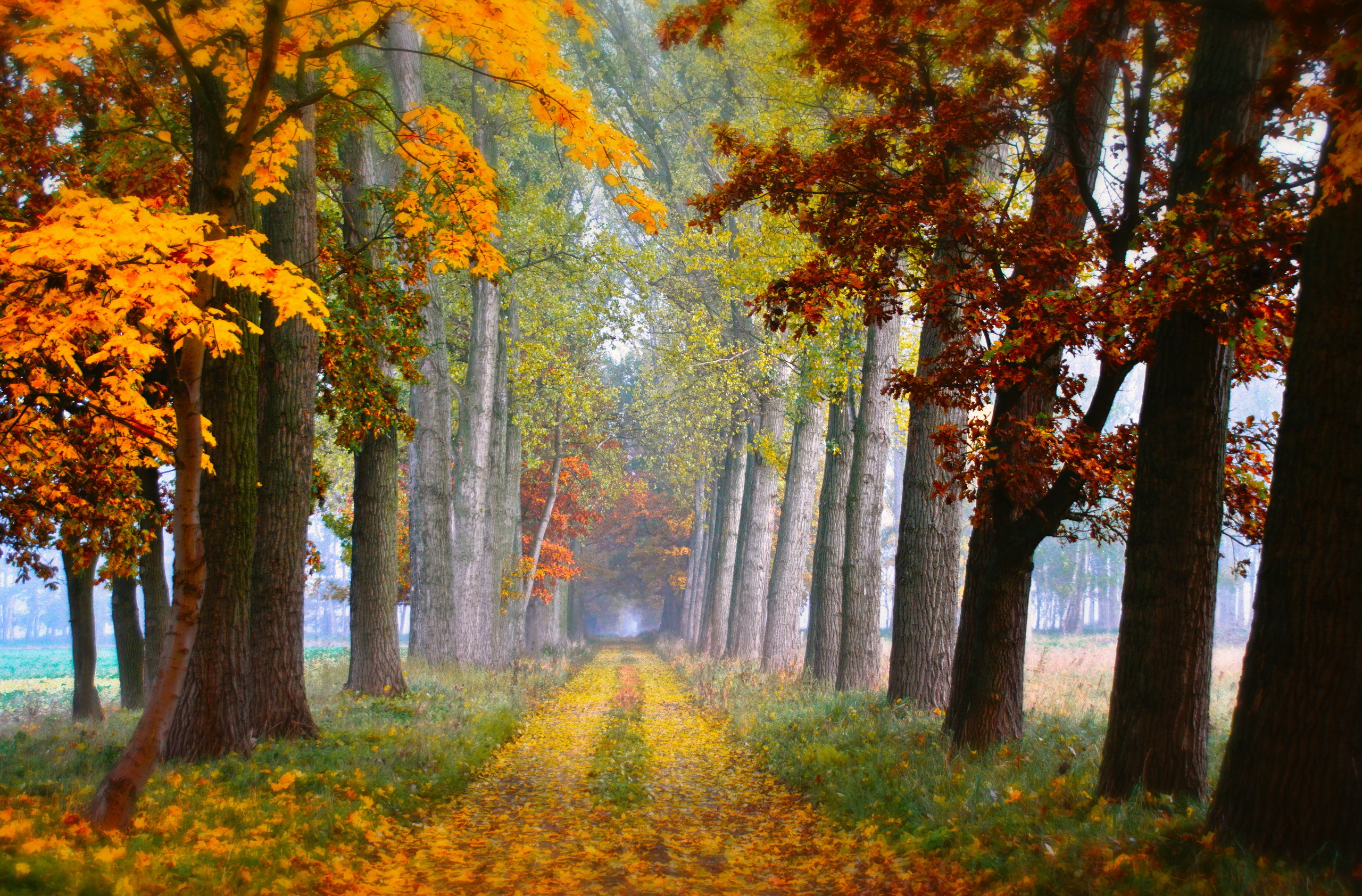 Tree Lined Path Wallpaper