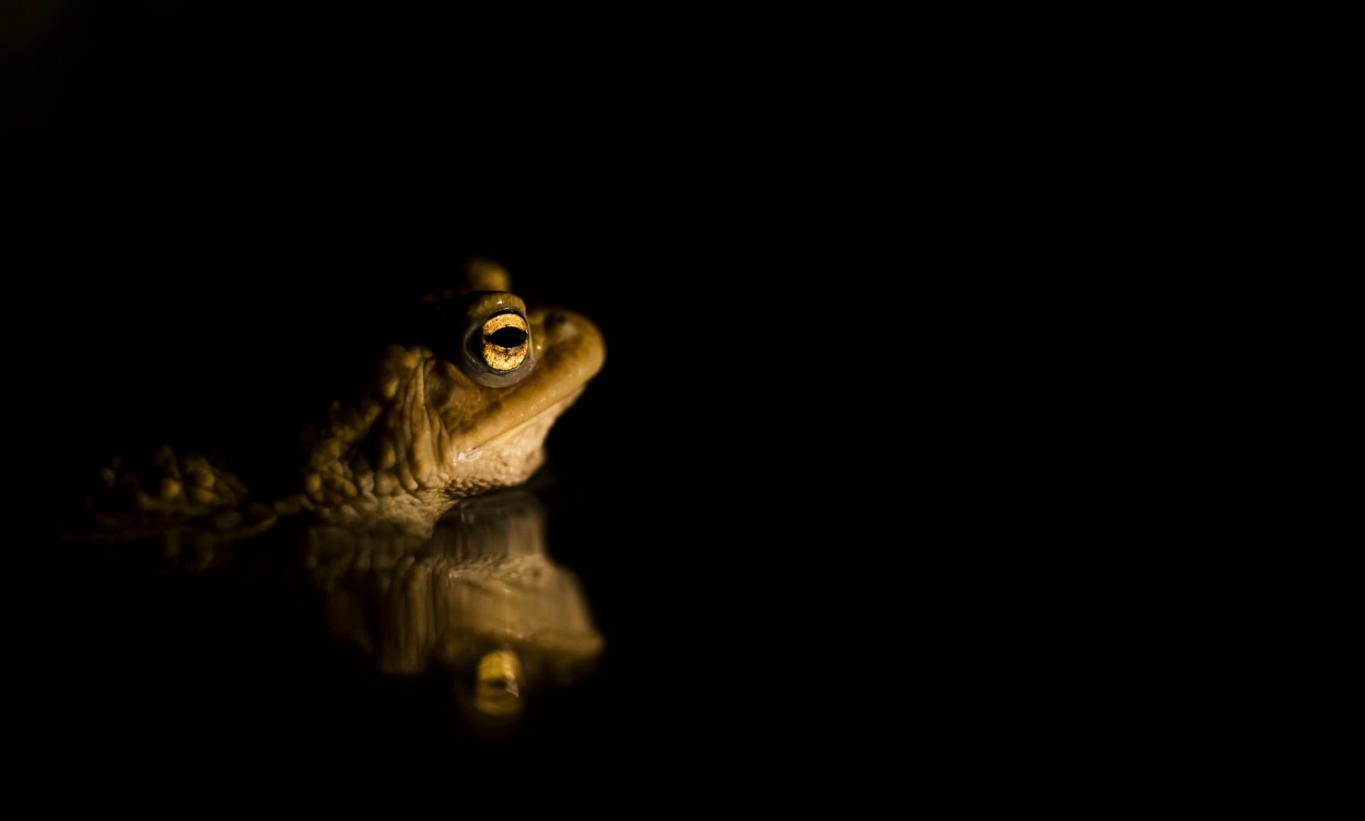 Download Amphibian Black Reflection Animal Frog HD Wallpaper