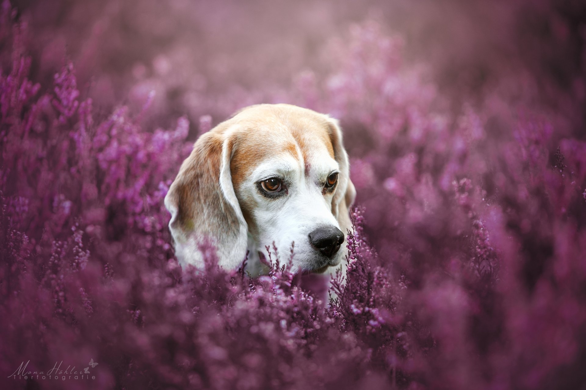 Beagle Puppy Backgrounds Hd