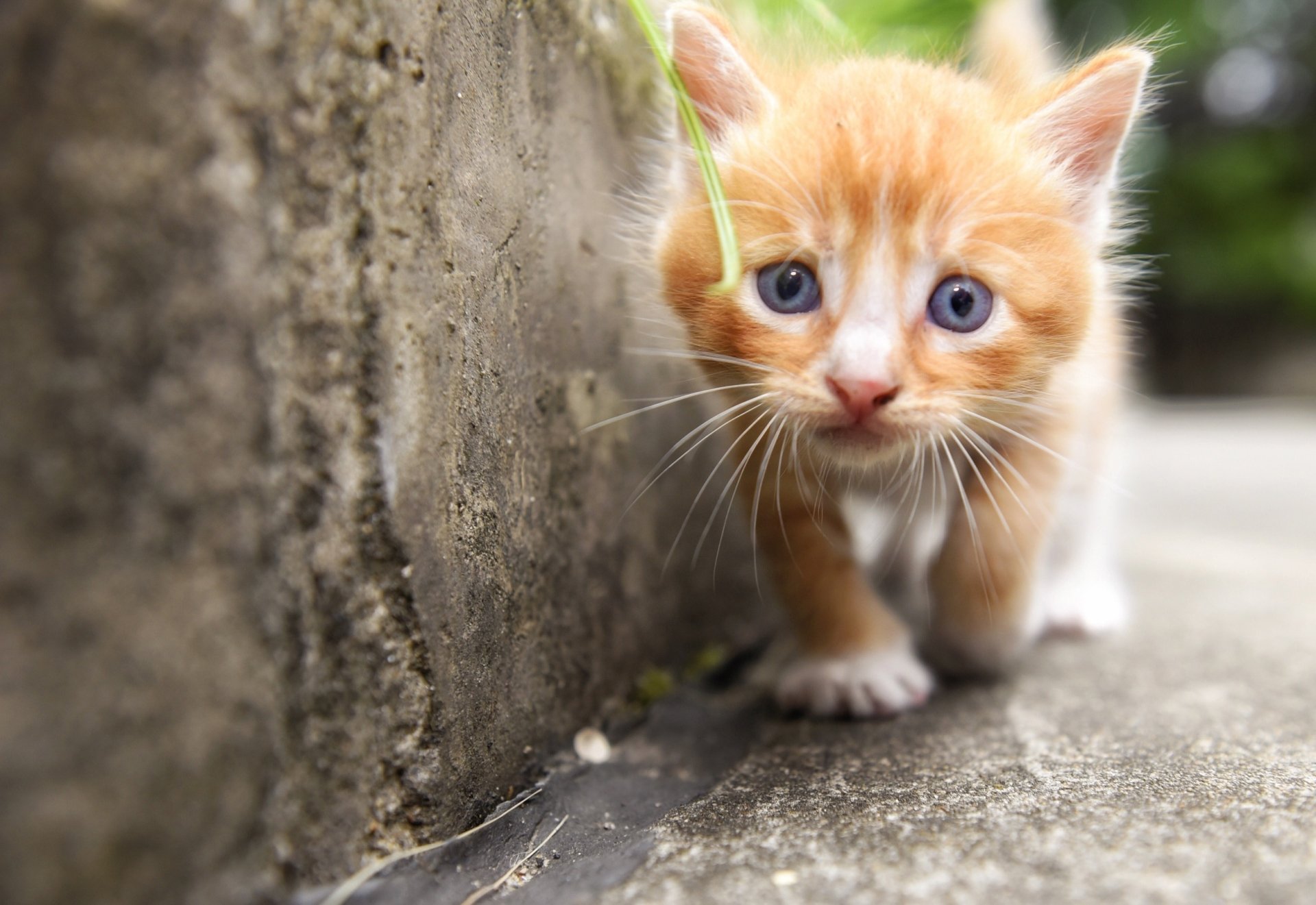 Curious Kitten Close-Up: HD Baby Cat Stare Wallpaper | 2500x1720 ...