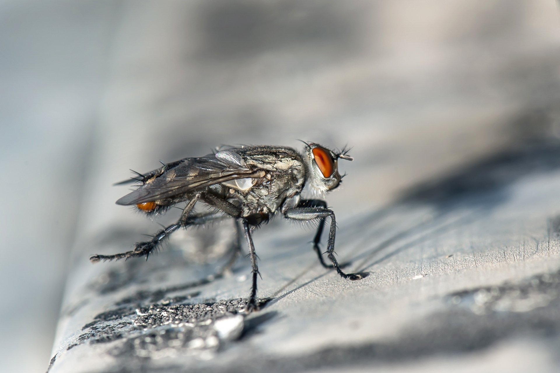 Download Close-up Blur Depth Of Field Macro Insect Animal Fly HD ...