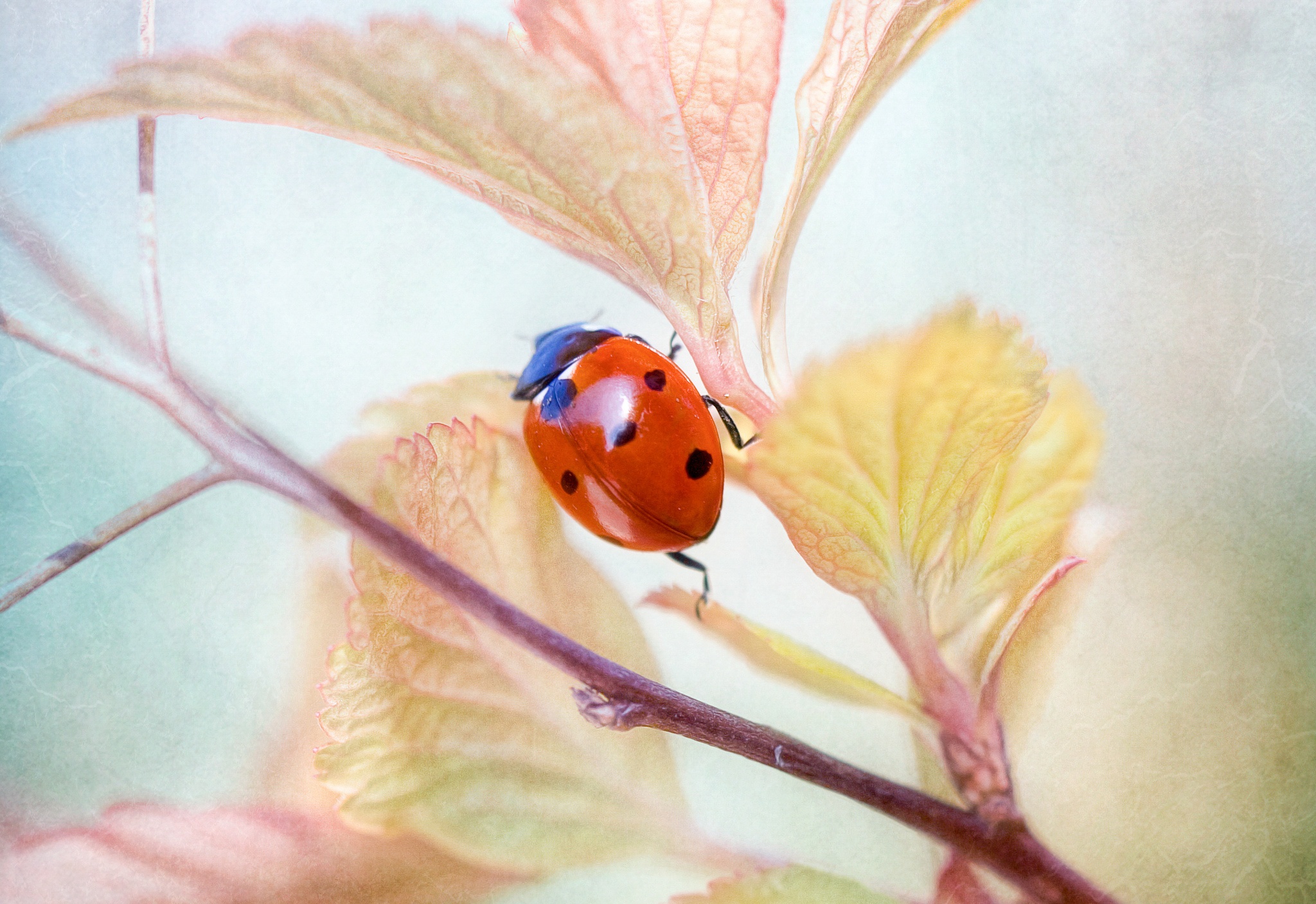 Download Macro Insect Animal Ladybug HD Wallpaper