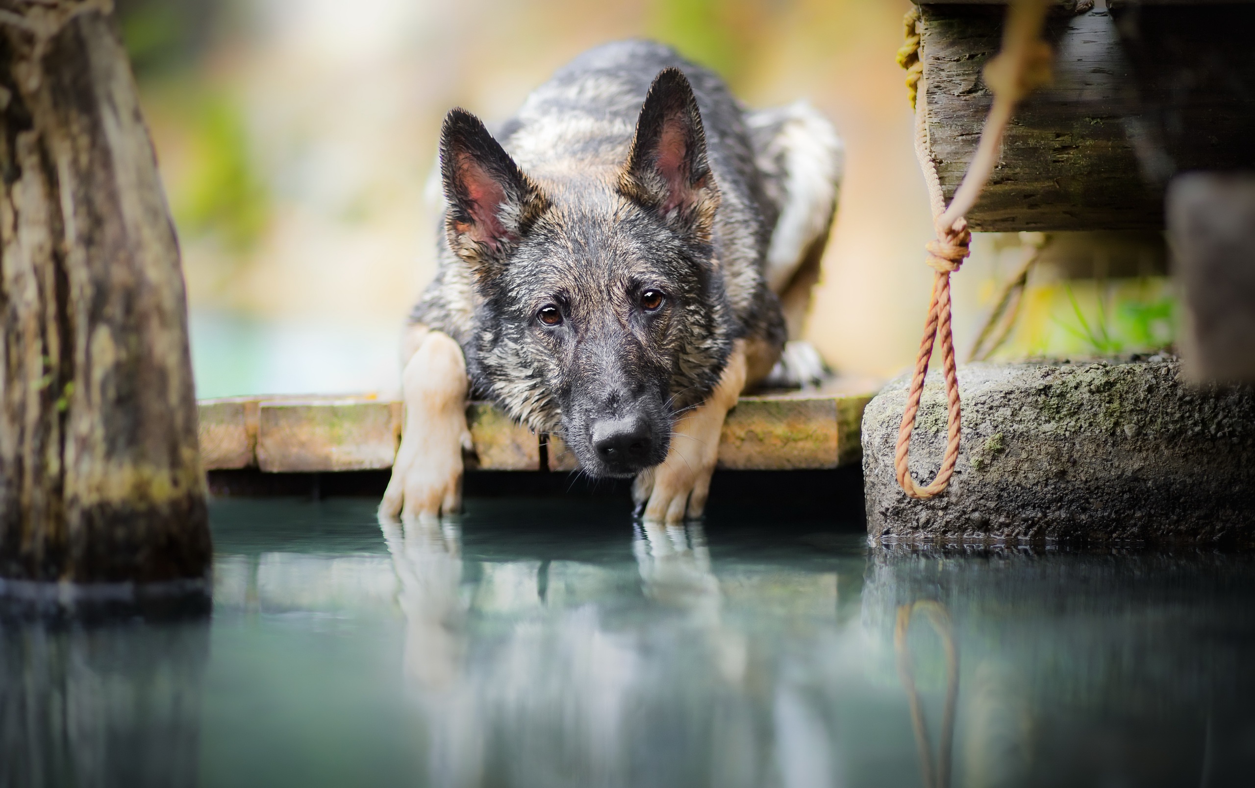 Download Depth Of Field Stare Dog Animal German Shepherd HD Wallpaper