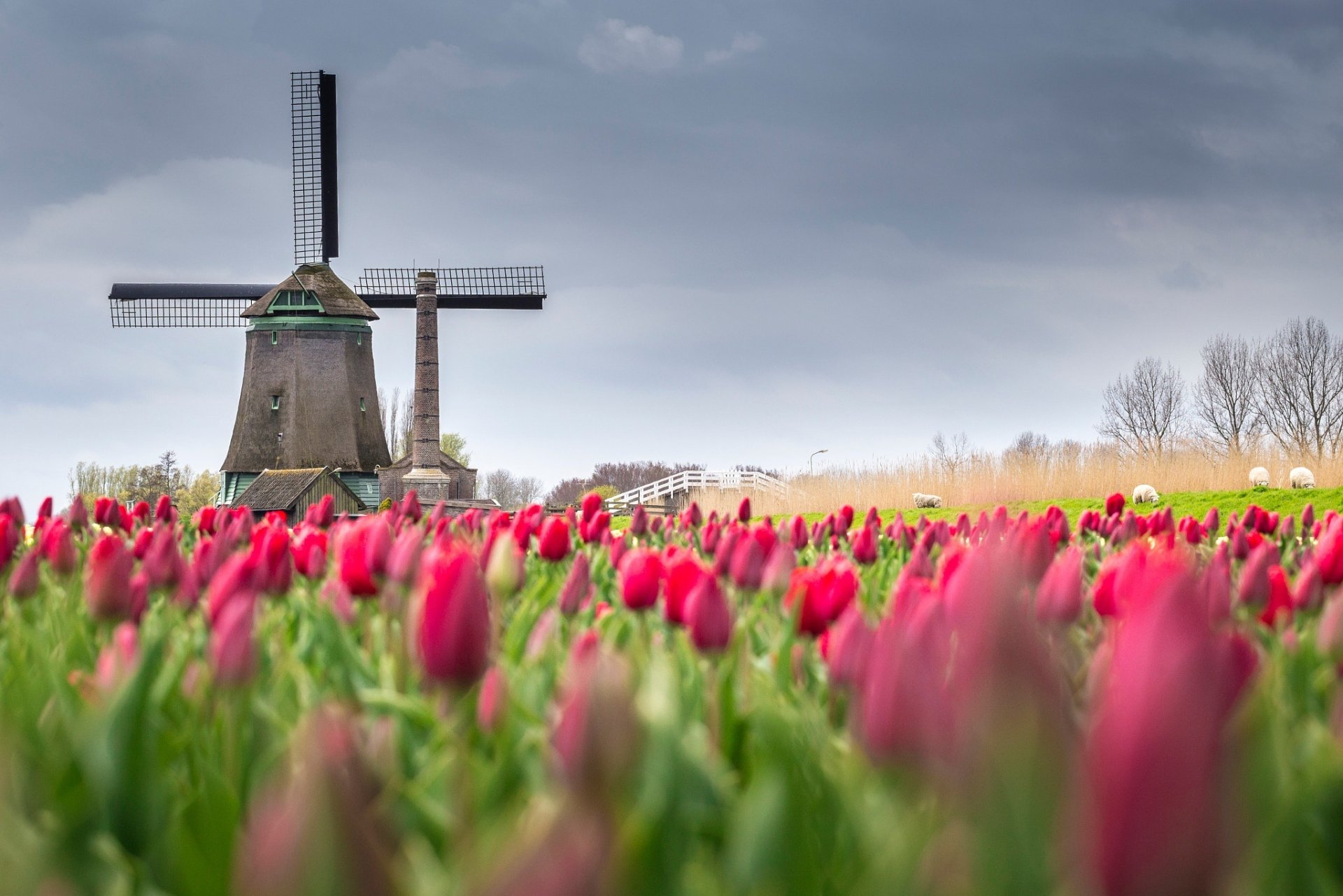 Download Building Sheep Flower Pink Flower Tulip Man Made Windmill HD ...