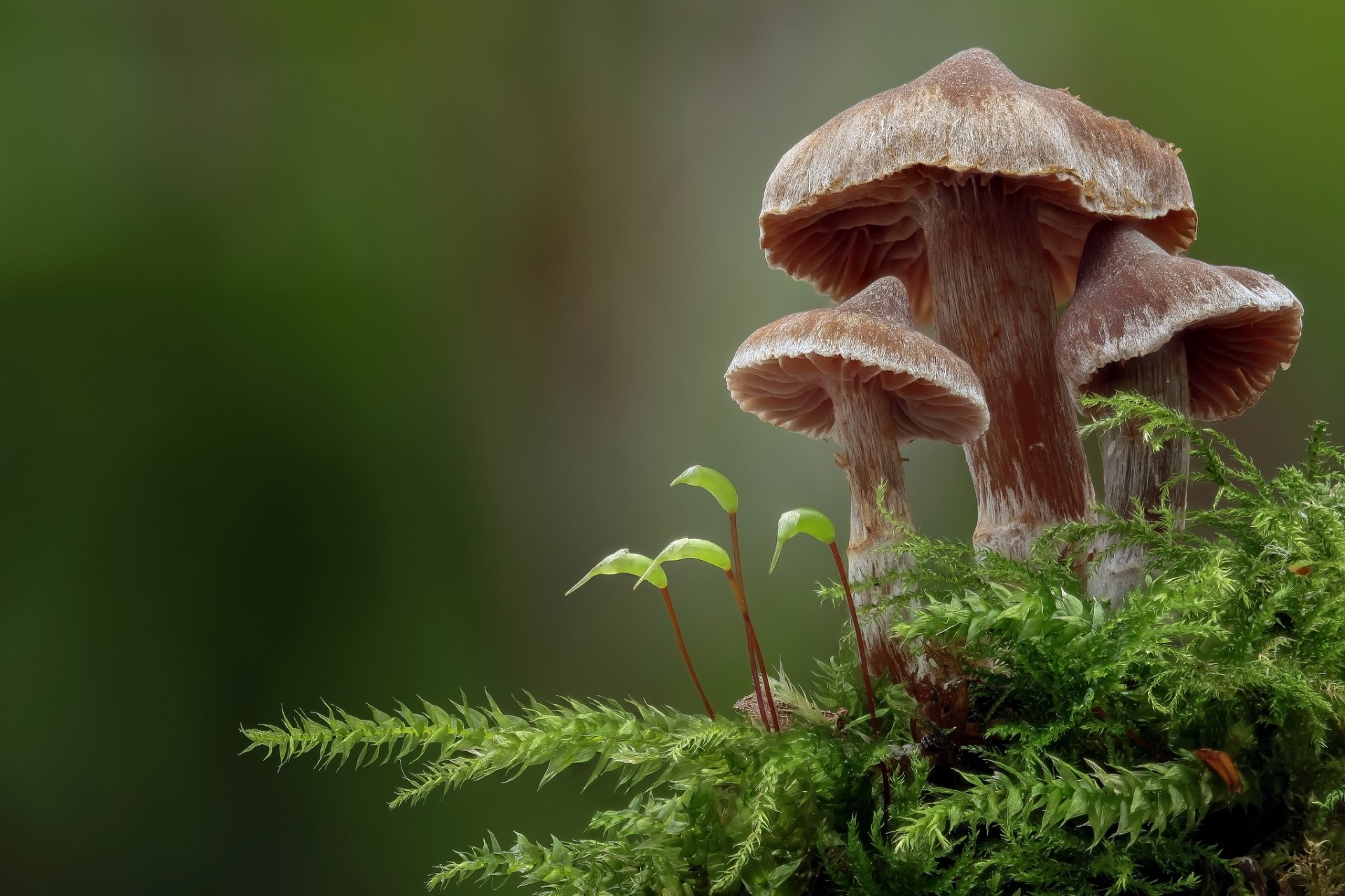 Enchanting Fall Mushrooms: A Macro Nature HD Wallpaper | 2048x1365 ...