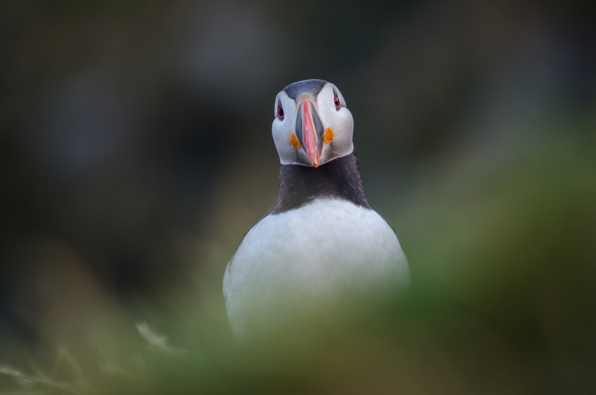 Download Stare Bird Animal Puffin HD Wallpaper