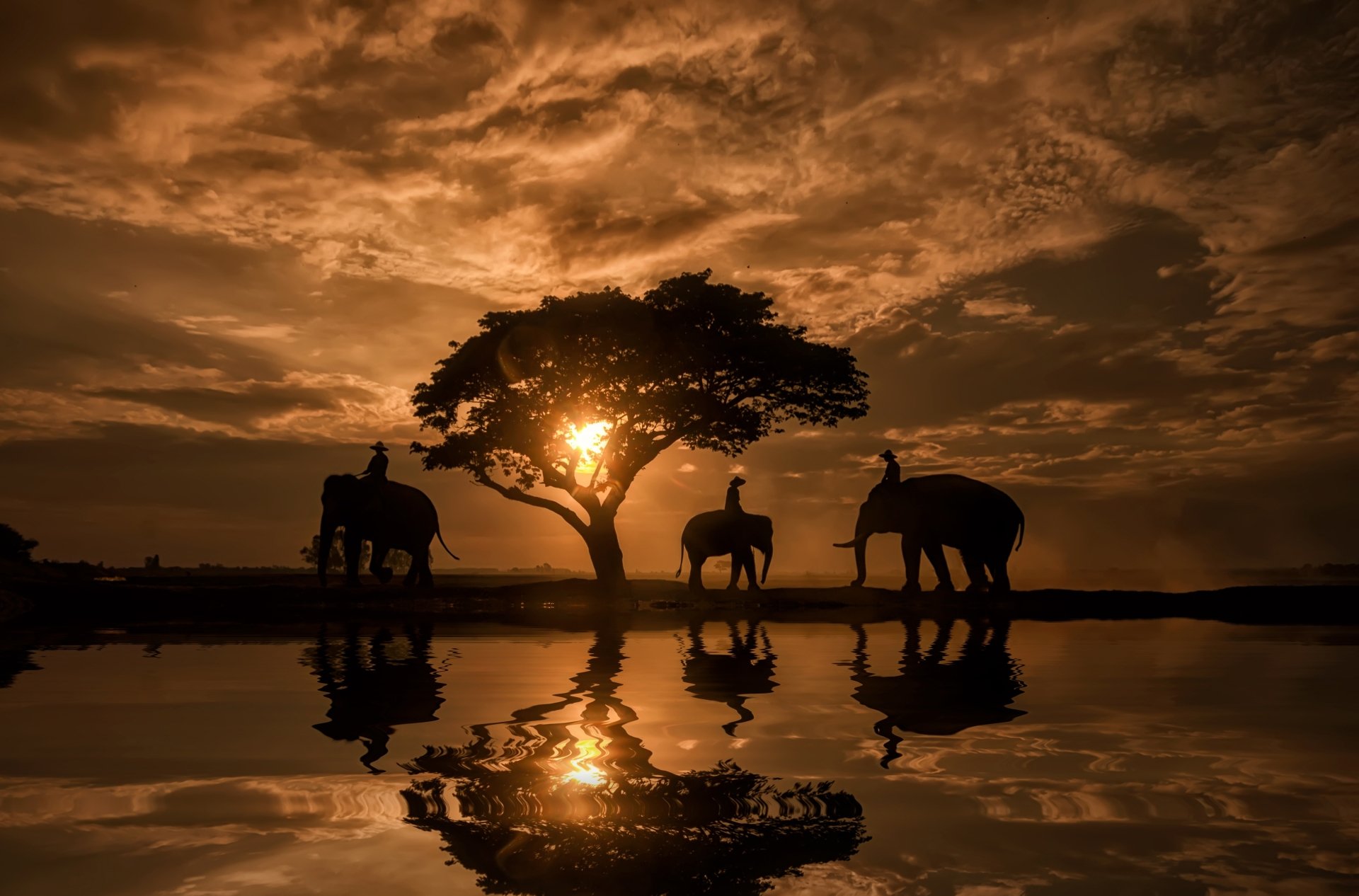 Elephants at Sunset HD Wallpaper