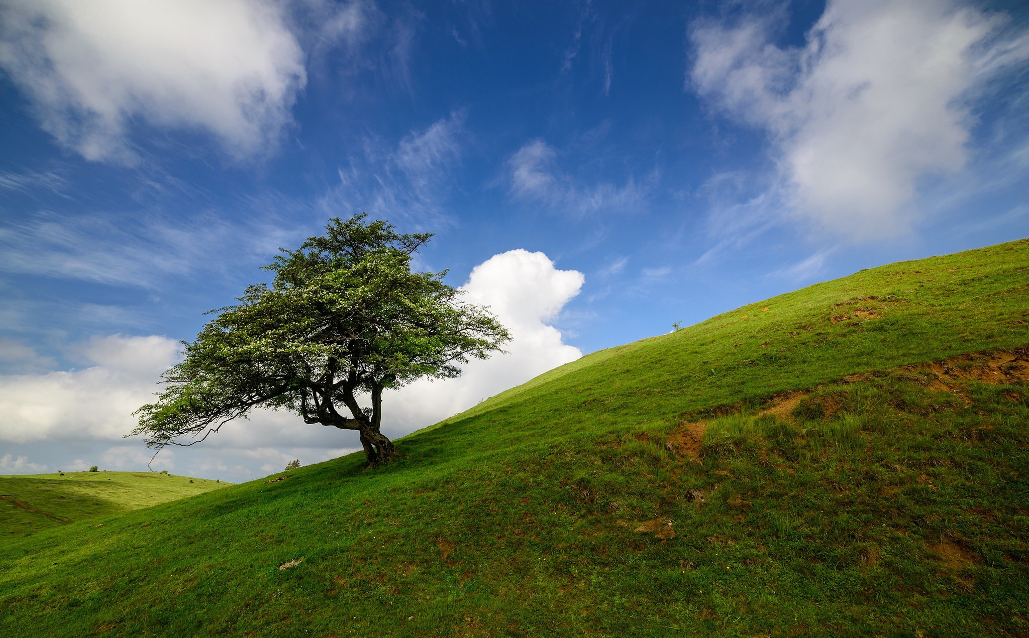 Solitary Tree on Green Hill Beneath a Vast Cloudy Sky – HD Nature Wallpaper