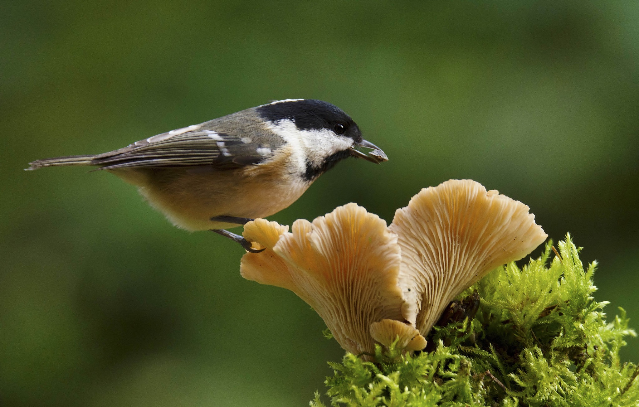 Download Mushroom Macro Animal Bird HD Wallpaper