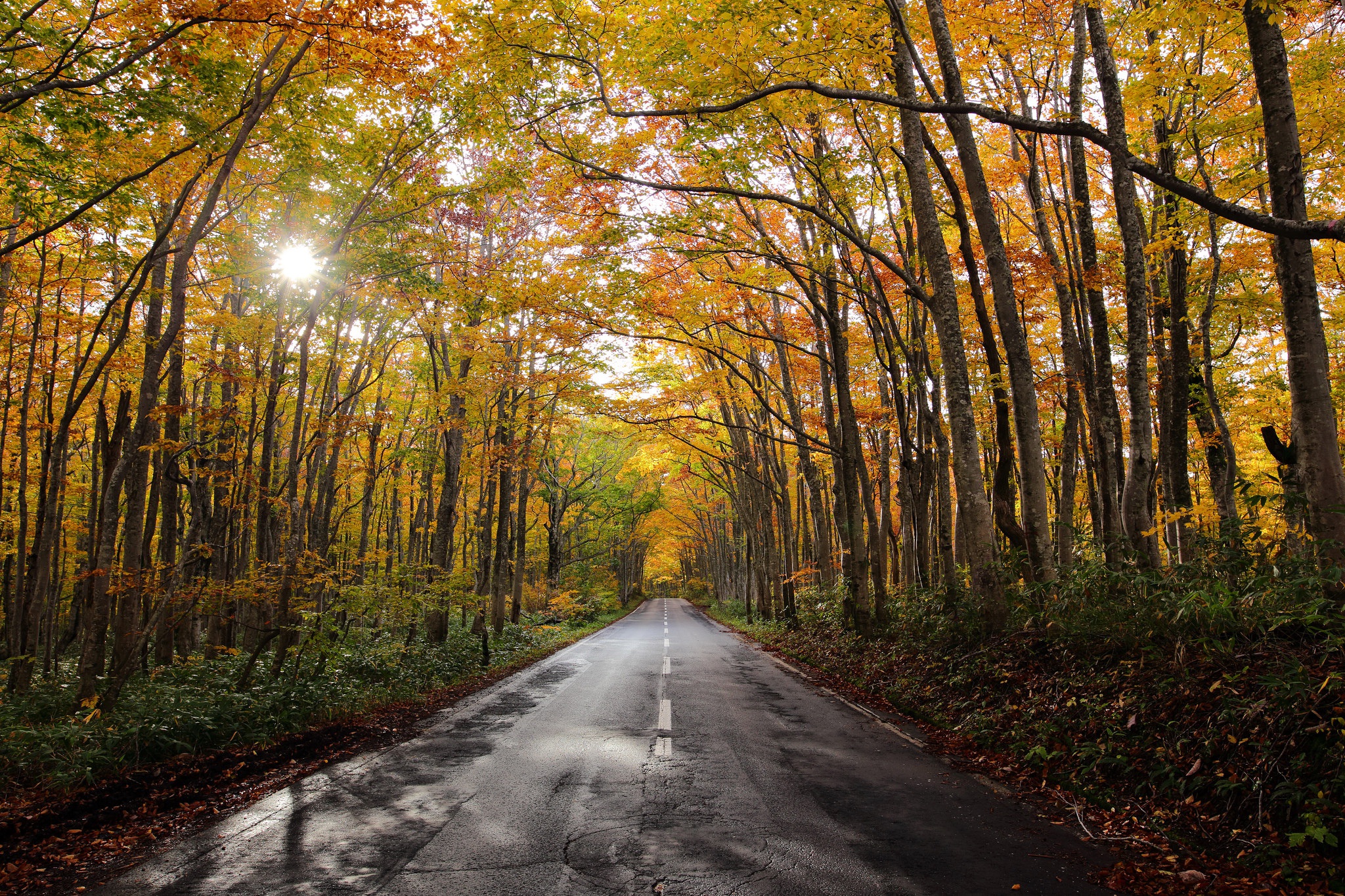 Autumn Road Through a Serene Forest – HD Nature Wallpaper