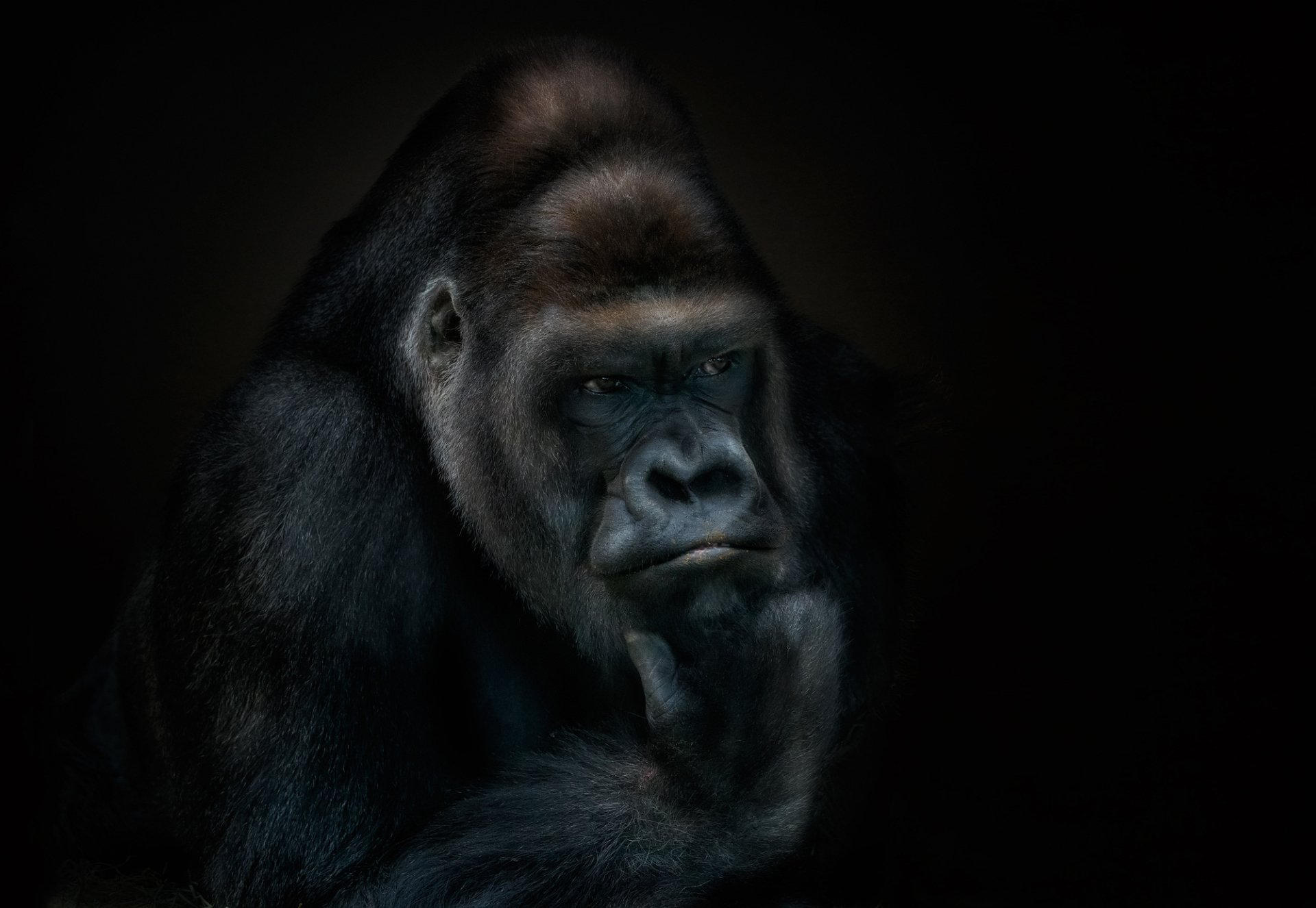 Majestic Gorilla HD Wallpaper – Primate Elegance in Focus