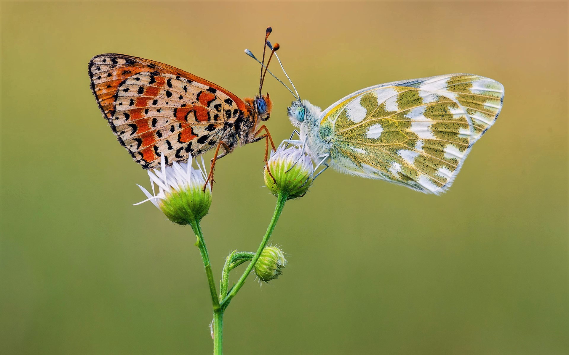 Download Colorful Animal Butterfly HD Wallpaper