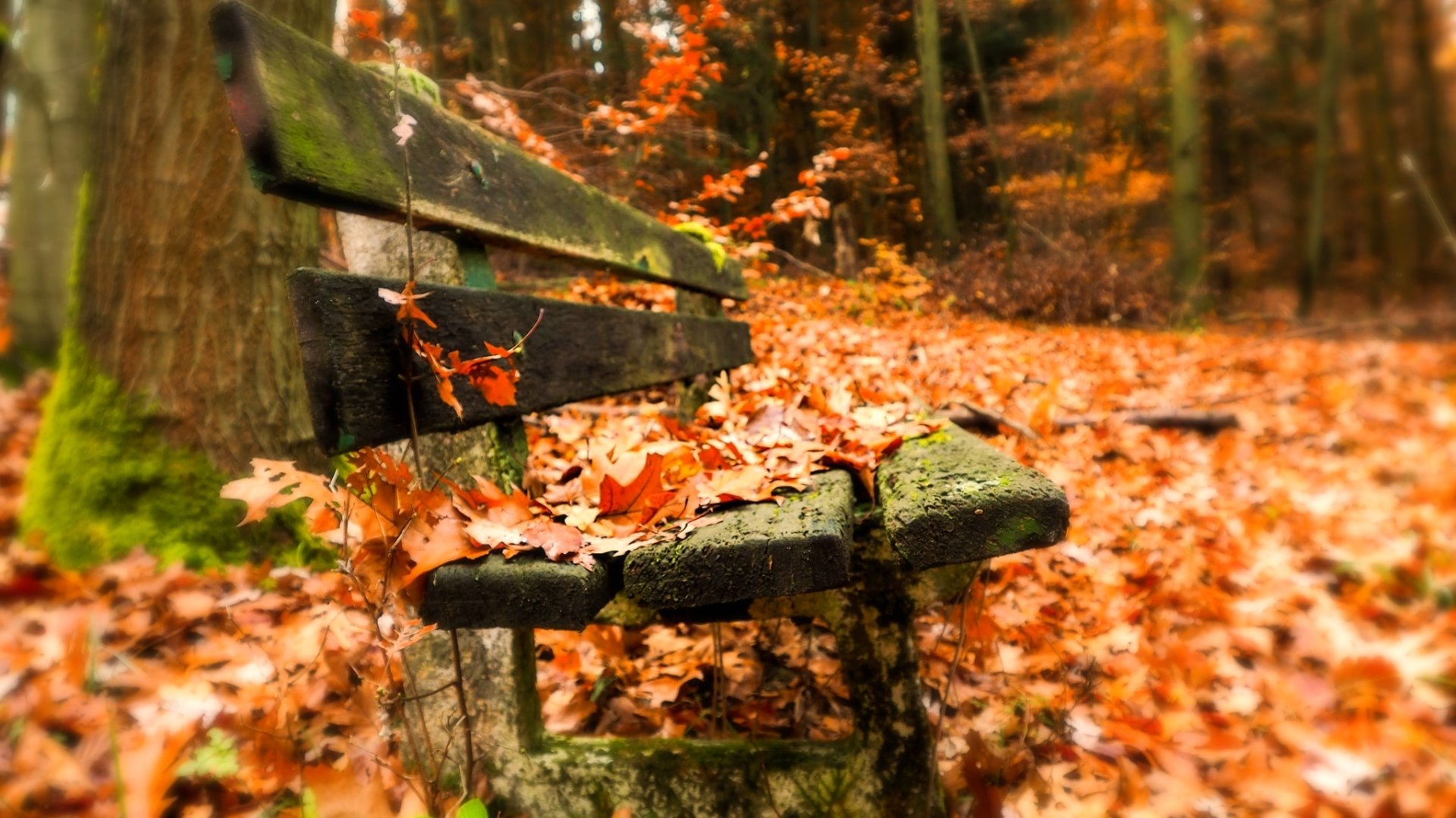 Download Depth Of Field Leaf Fall Man Made Bench HD Wallpaper