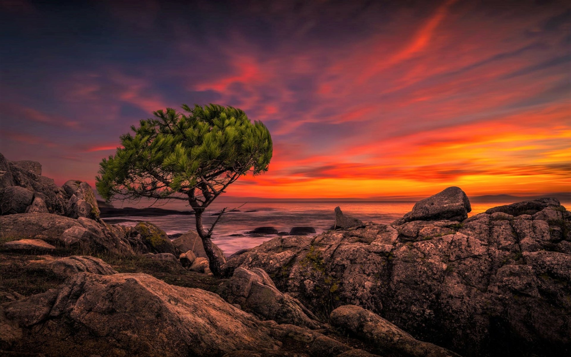 Sunset Serenity: Ocean Horizon with Lone Tree HD Nature Wallpaper