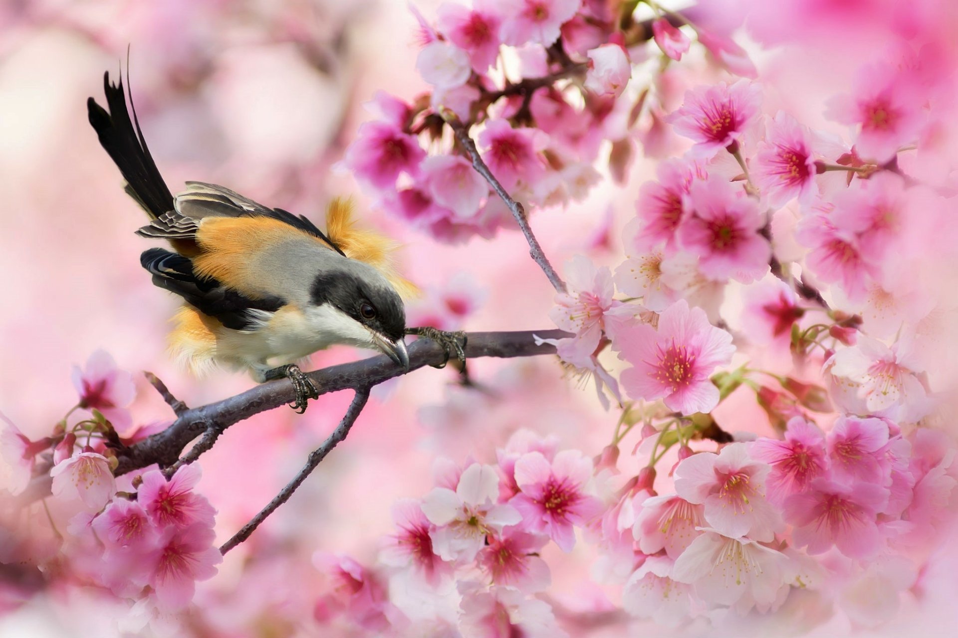 Spring Sakura Bliss: A Bird's Delight Among Pink Blossoms | 2048x1365 ...