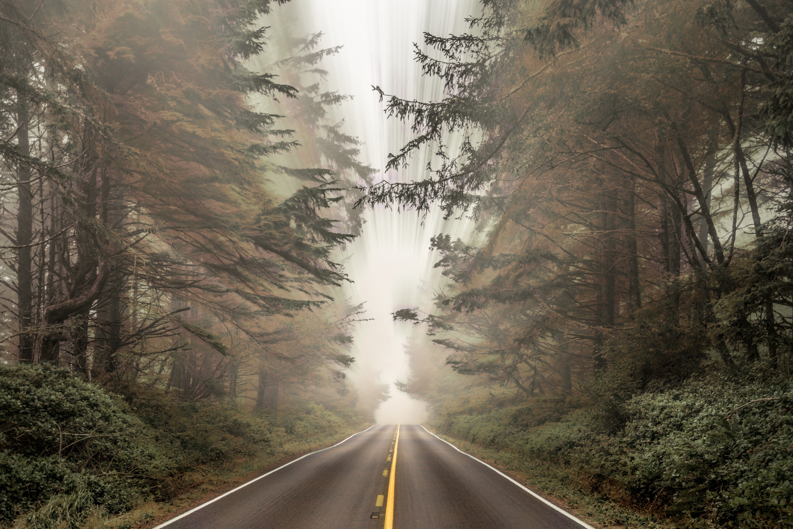 Download Tree Fog Forest Nature Man Made Road HD Wallpaper