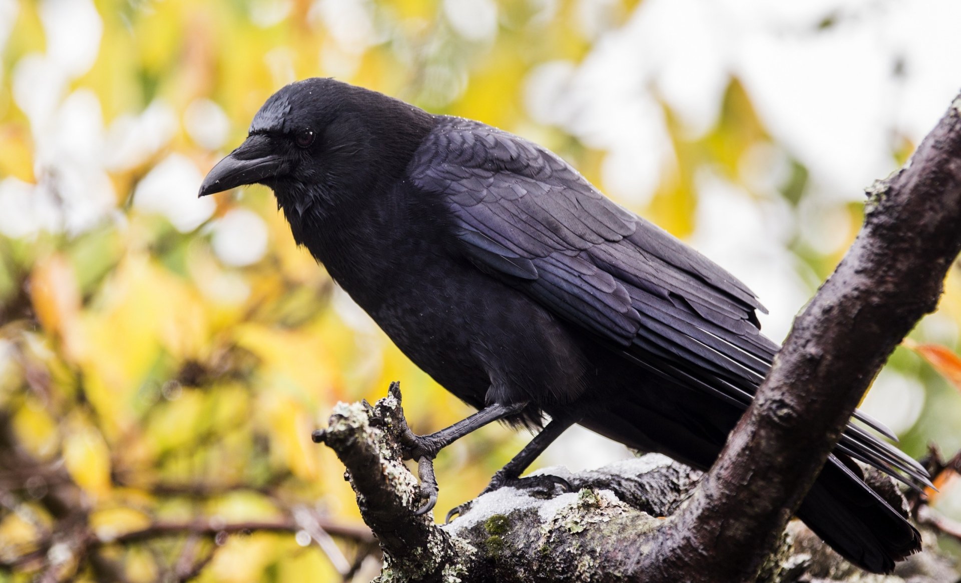 Stunning Crow in Focus - HD Wallpaper