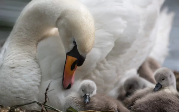 Download Cygnet Baby Animal Bird Swan Animal Mute Swan HD Wallpaper