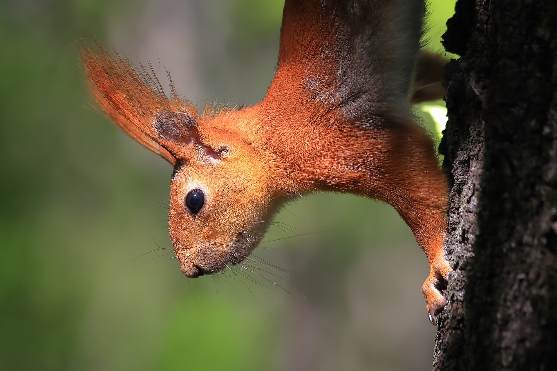 Download Rodent Animal Squirrel HD Wallpaper