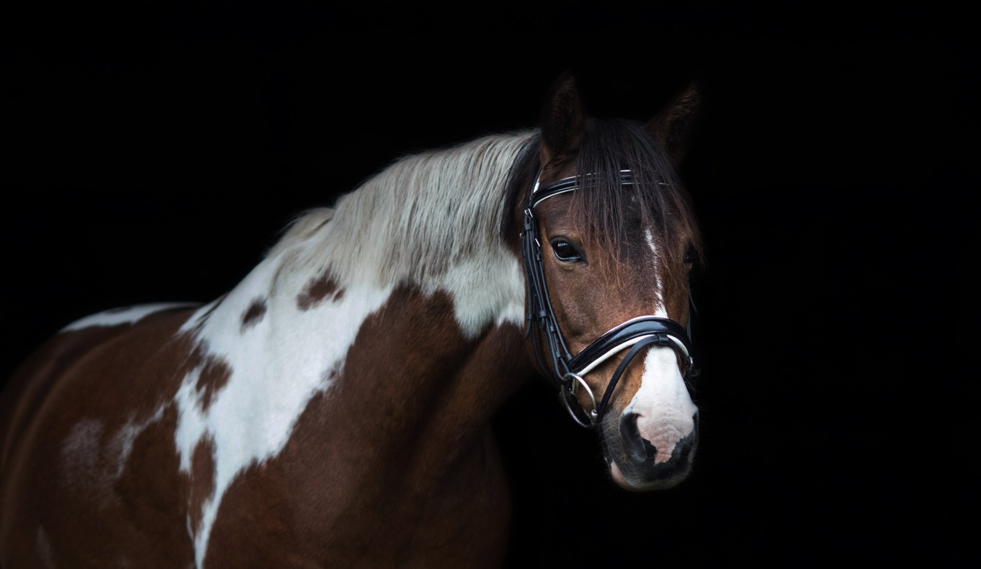 Majestic Horse in Stunning 4K Ultra HD Detail