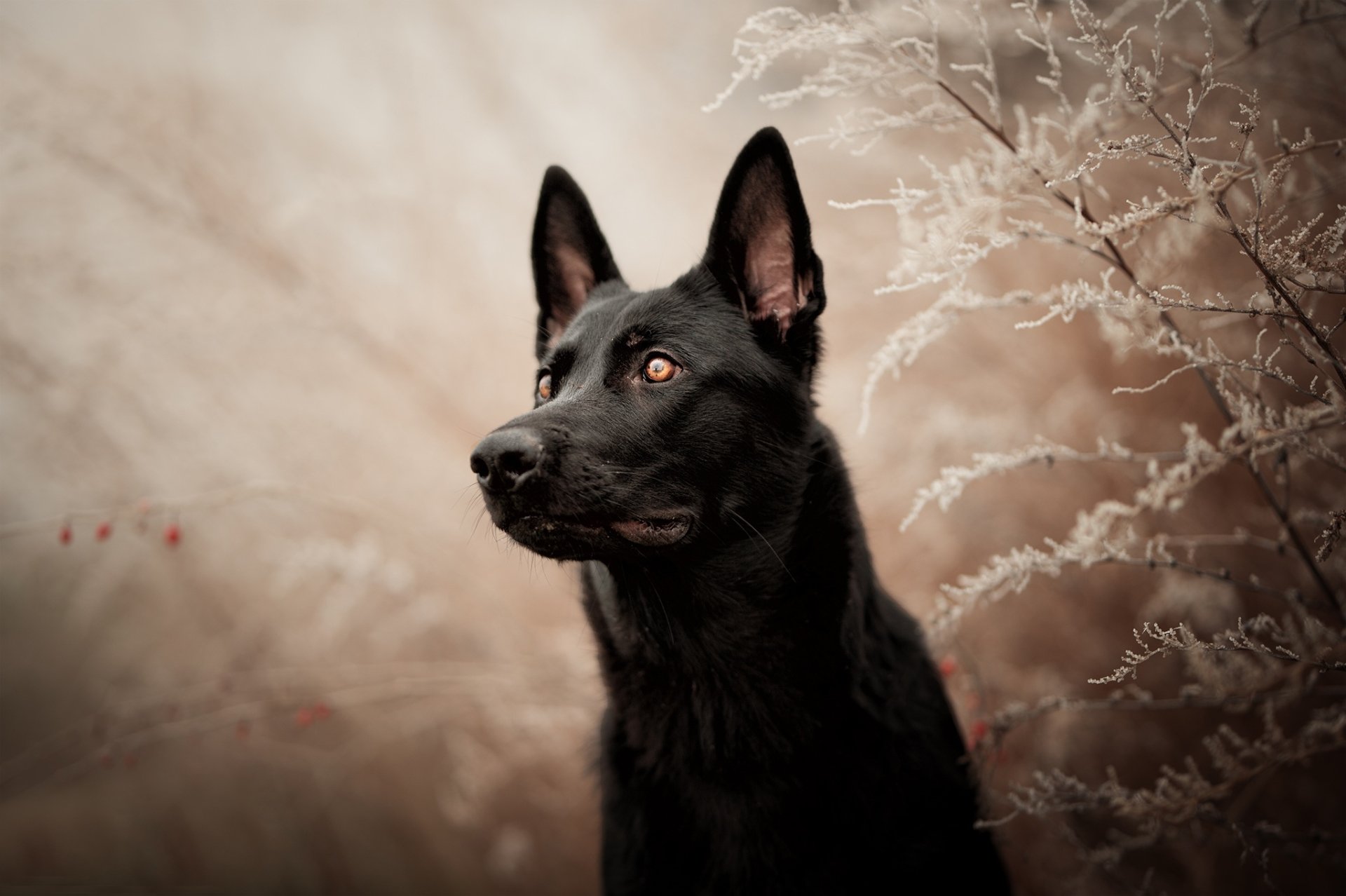 Majestic Black German Shepherd HD Wallpaper – Stunning Animal Portrait ...