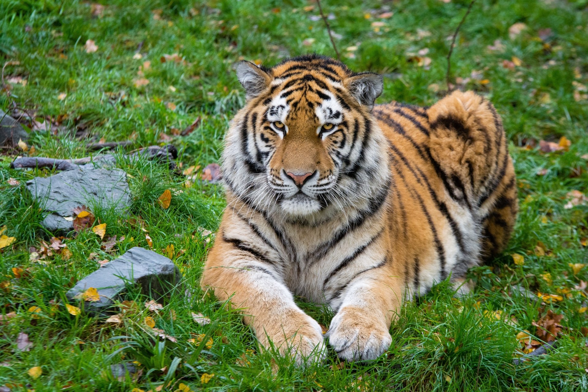 Majestic Tiger in Stunning 4K Ultra HD Wildlife Wallpaper | 5523x3682 ...
