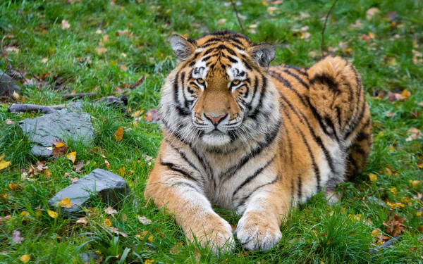 [350+] Tiger 4k Wallpapers