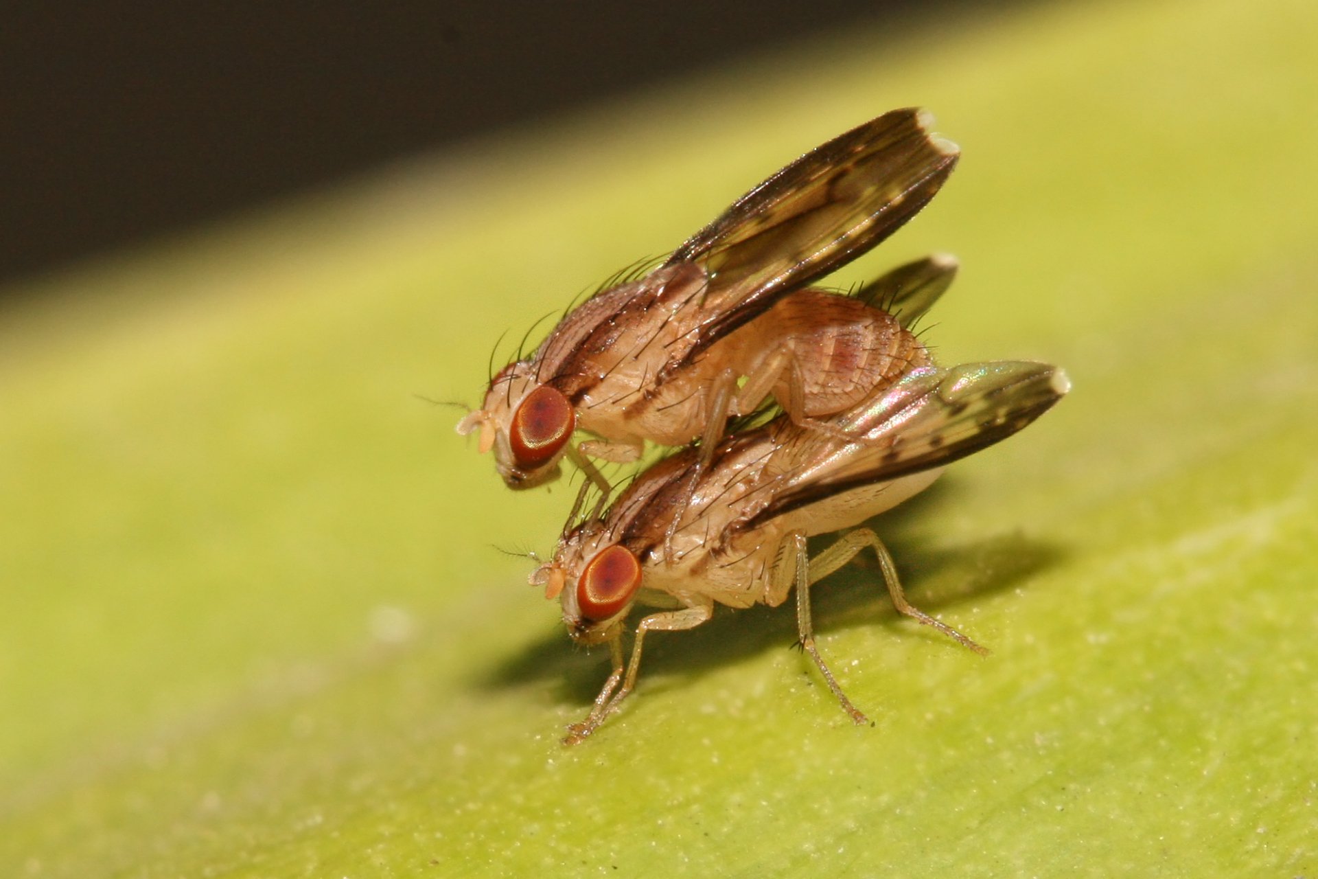 Acalyptrate Fly (Homoneura species) by Muhammad Mahdi Karim