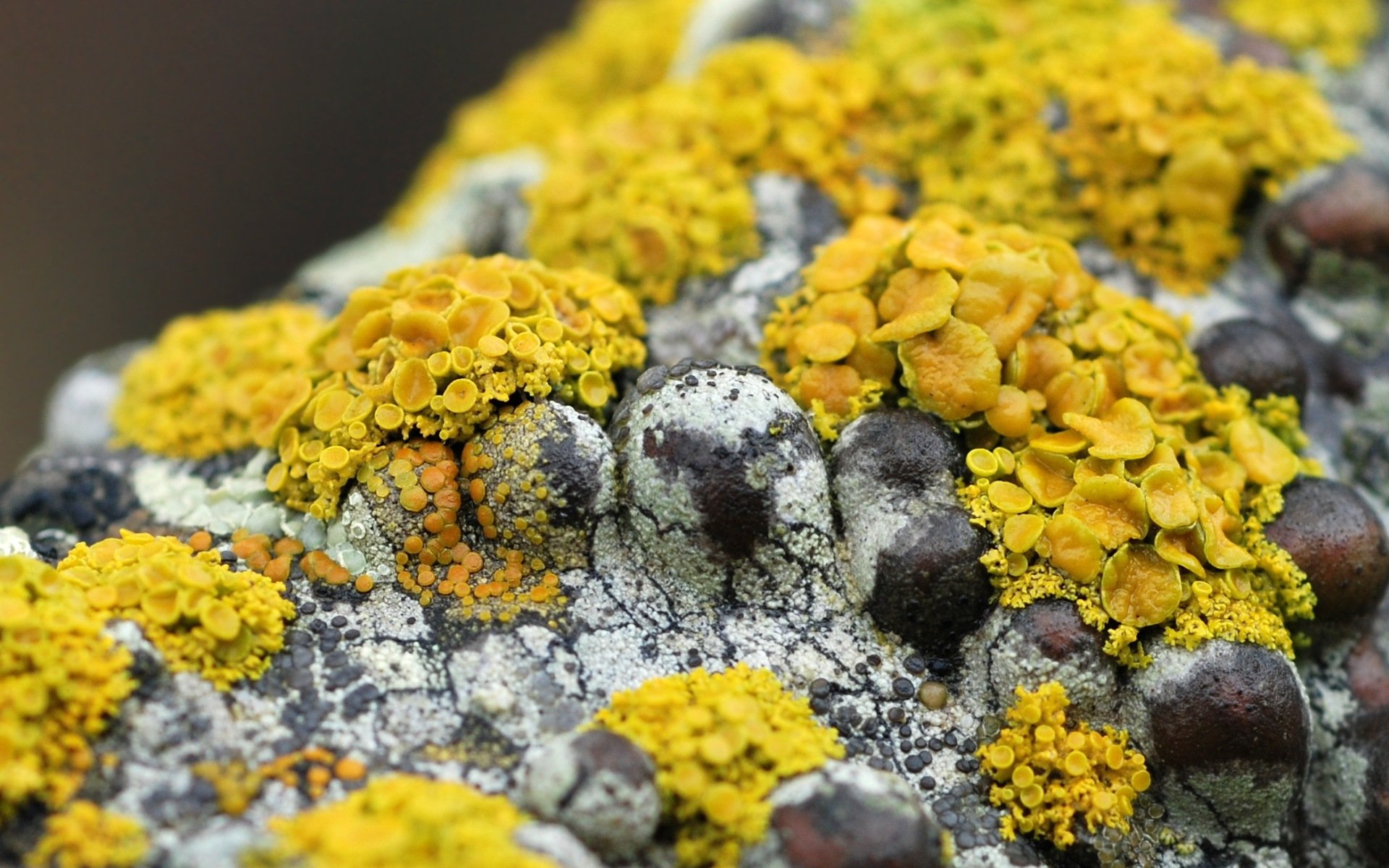 Vibrant Forest Lichen: Nature’s Golden Touch HD Wallpaper