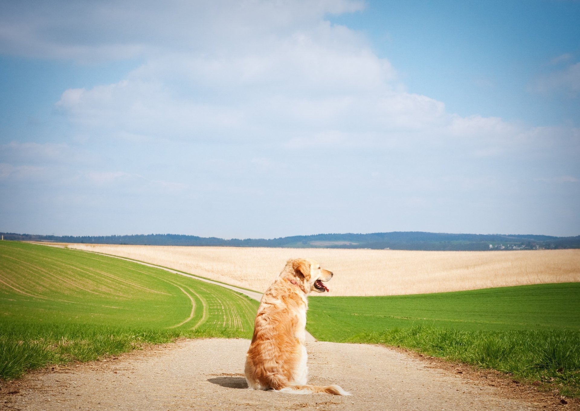 Download Path Dog Animal Golden Retriever HD Wallpaper by Chiemsee2016