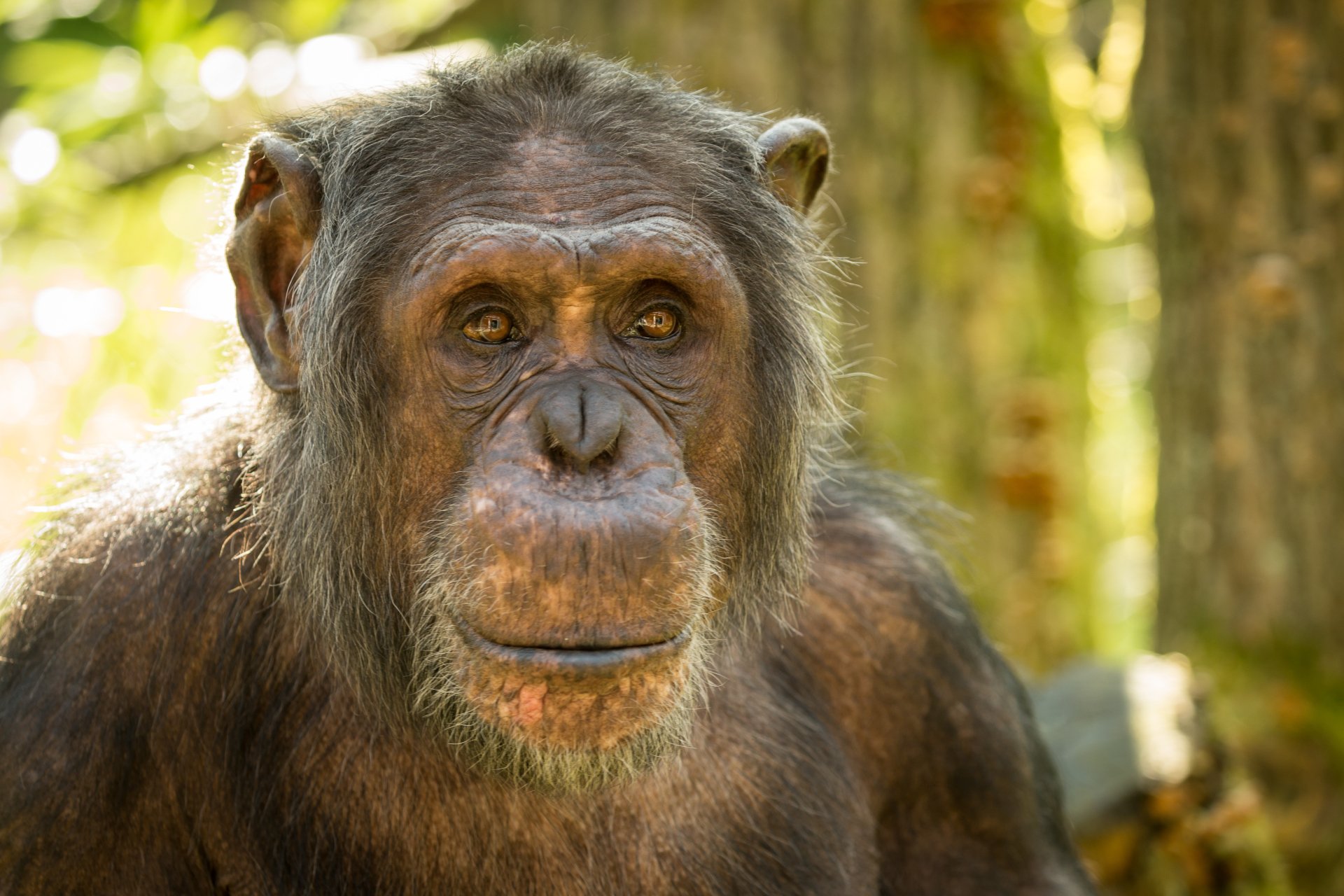 Download Primate Depth Of Field Monkey Animal Chimpanzee 4k Ultra HD ...