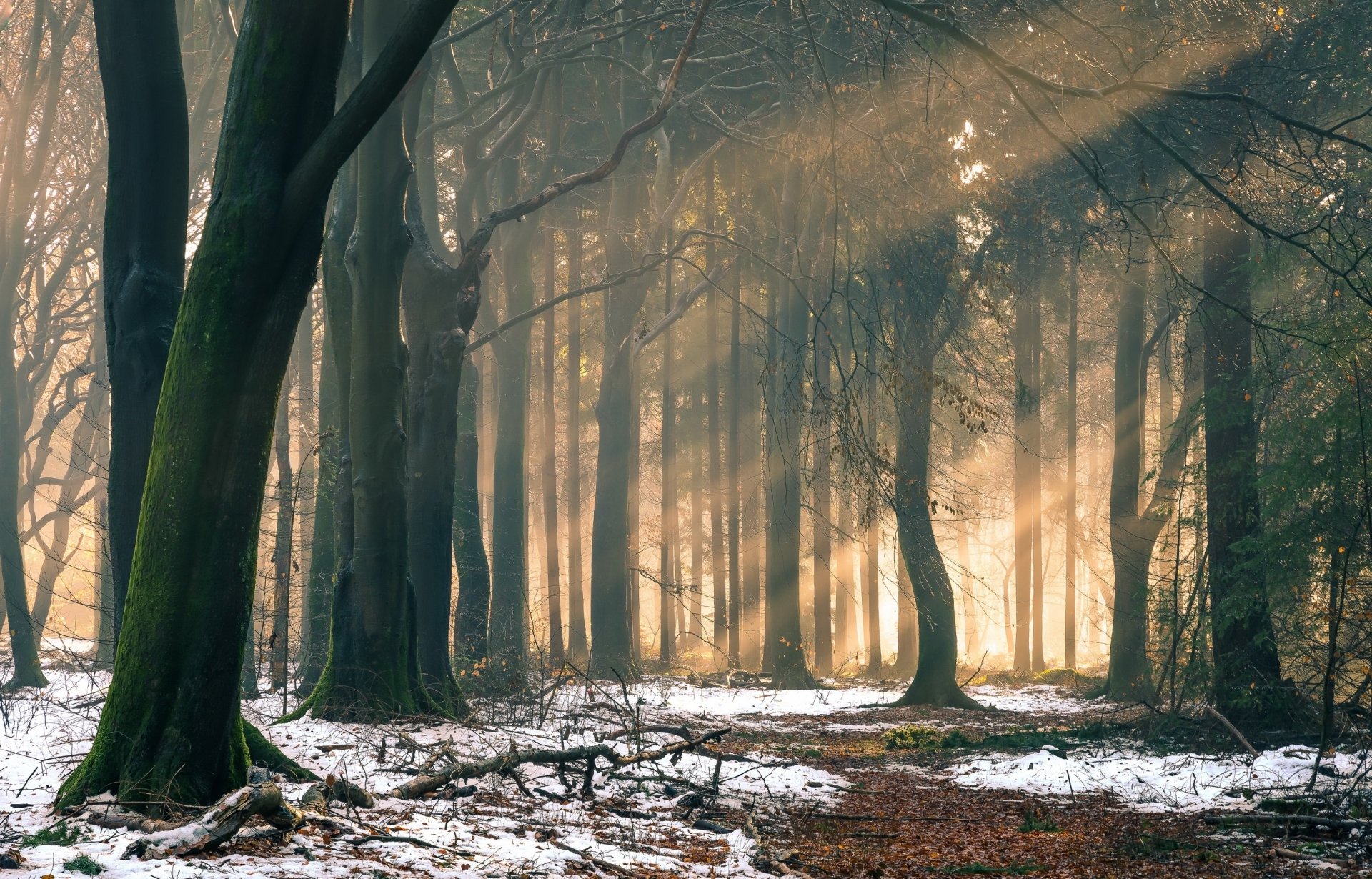 Winter Sunbeam Forest - Nature HD Wallpaper
