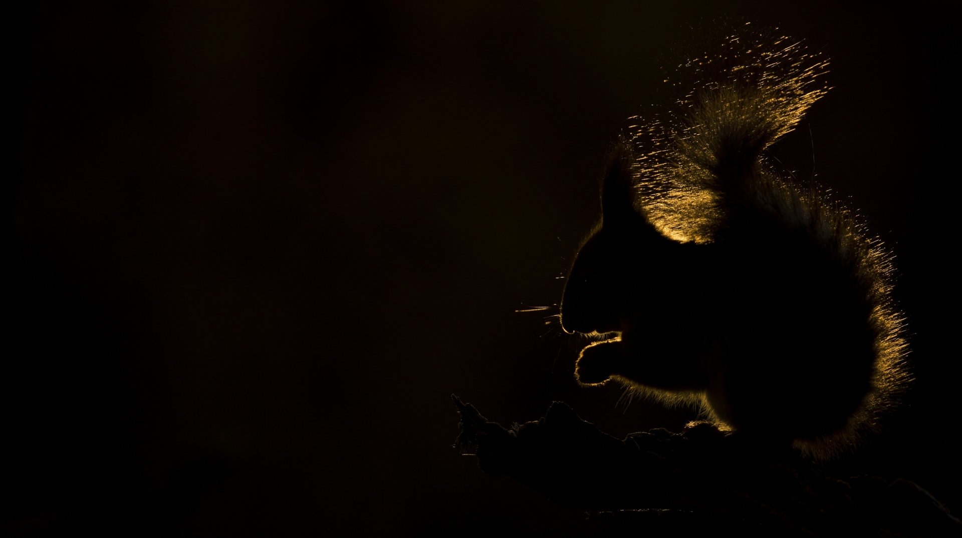 Download Shadow Rodent Animal Squirrel HD Wallpaper