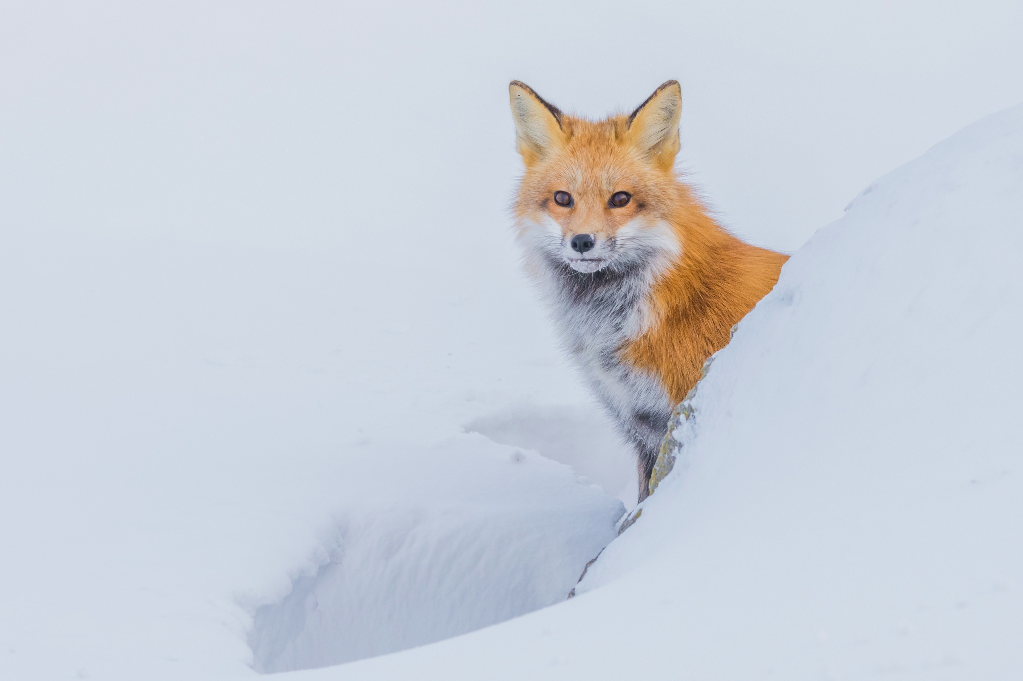 Fox Snow Flakes Wallpapers
