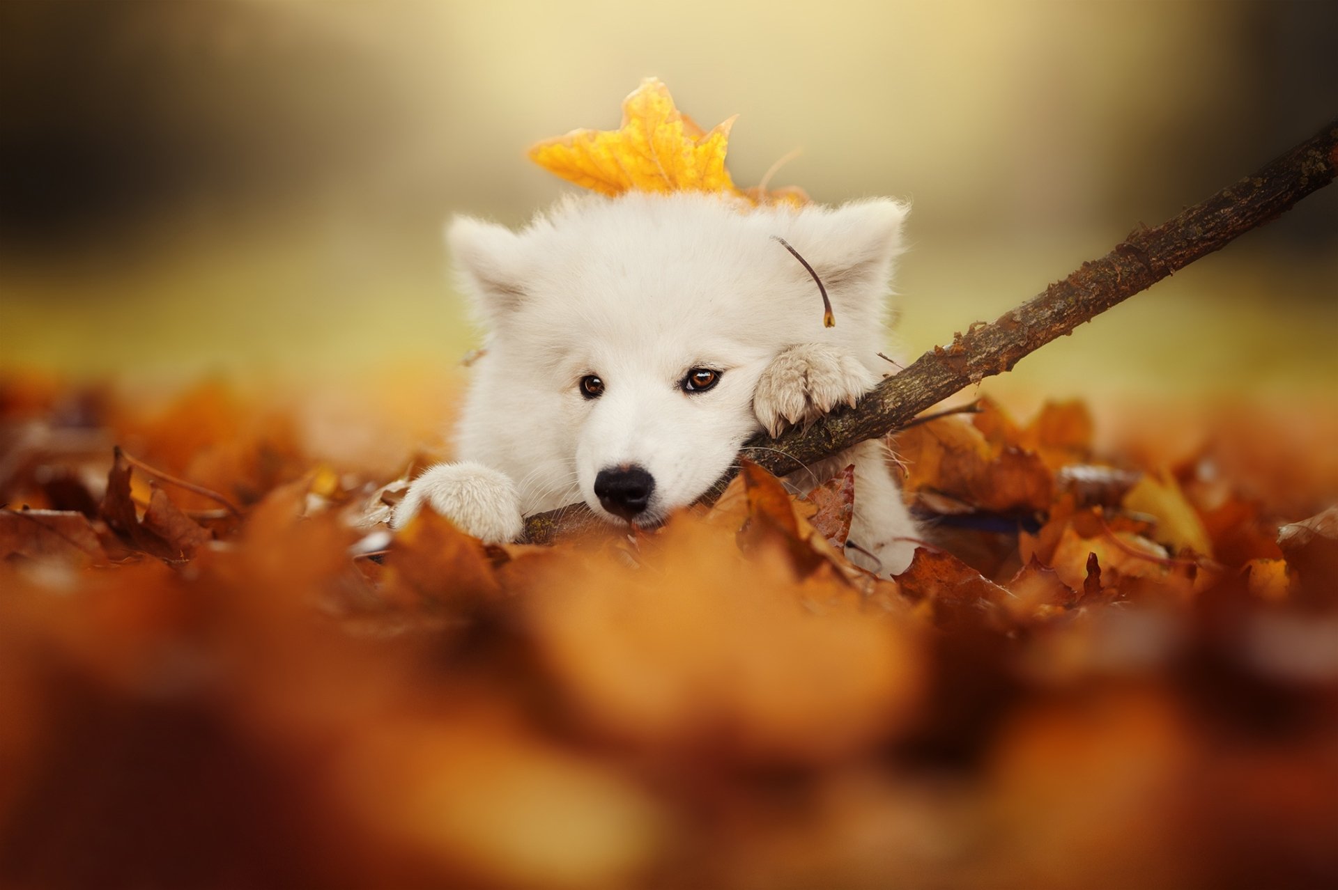 Download Fall Baby Animal Puppy Dog Animal Samoyed HD Wallpaper