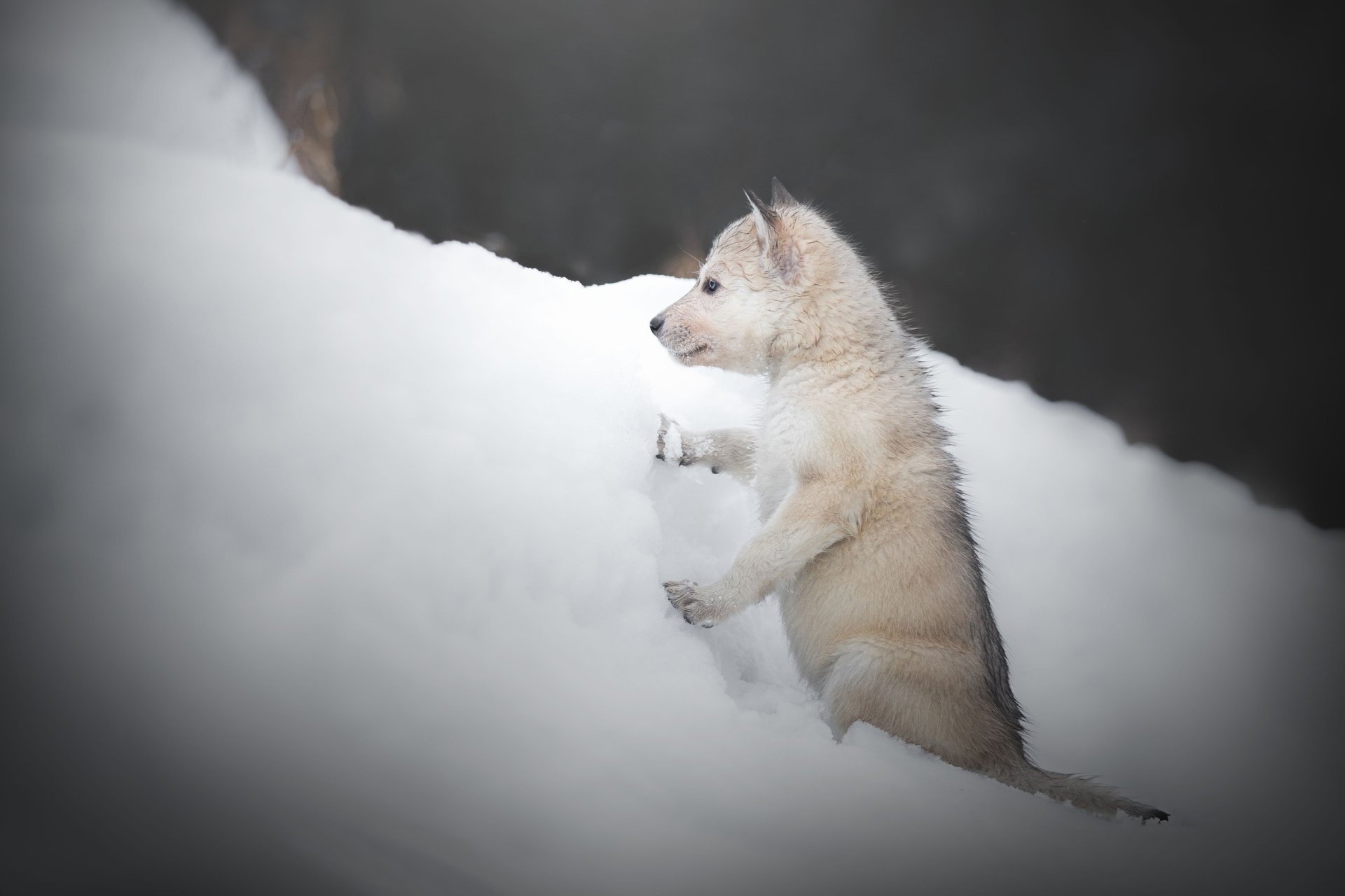 Wolf Cub in Snow - 4K Ultra HD Wallpaper
