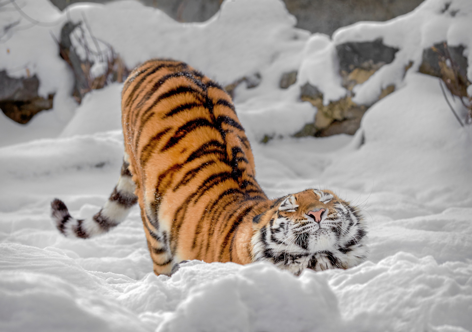 Majestic Tiger Stretching Gracefully in Snow – HD Wildlife Wallpaper