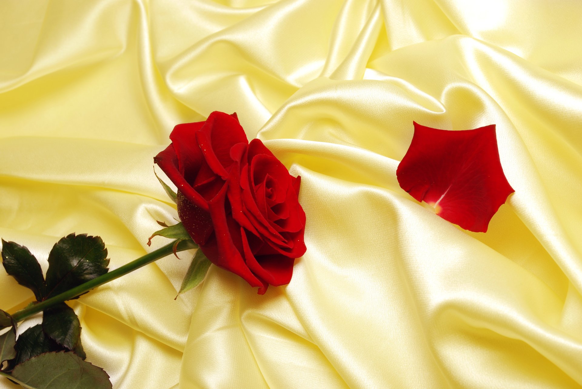 Stunning 8K Ultra HD Red Rose Silk Wallpaper