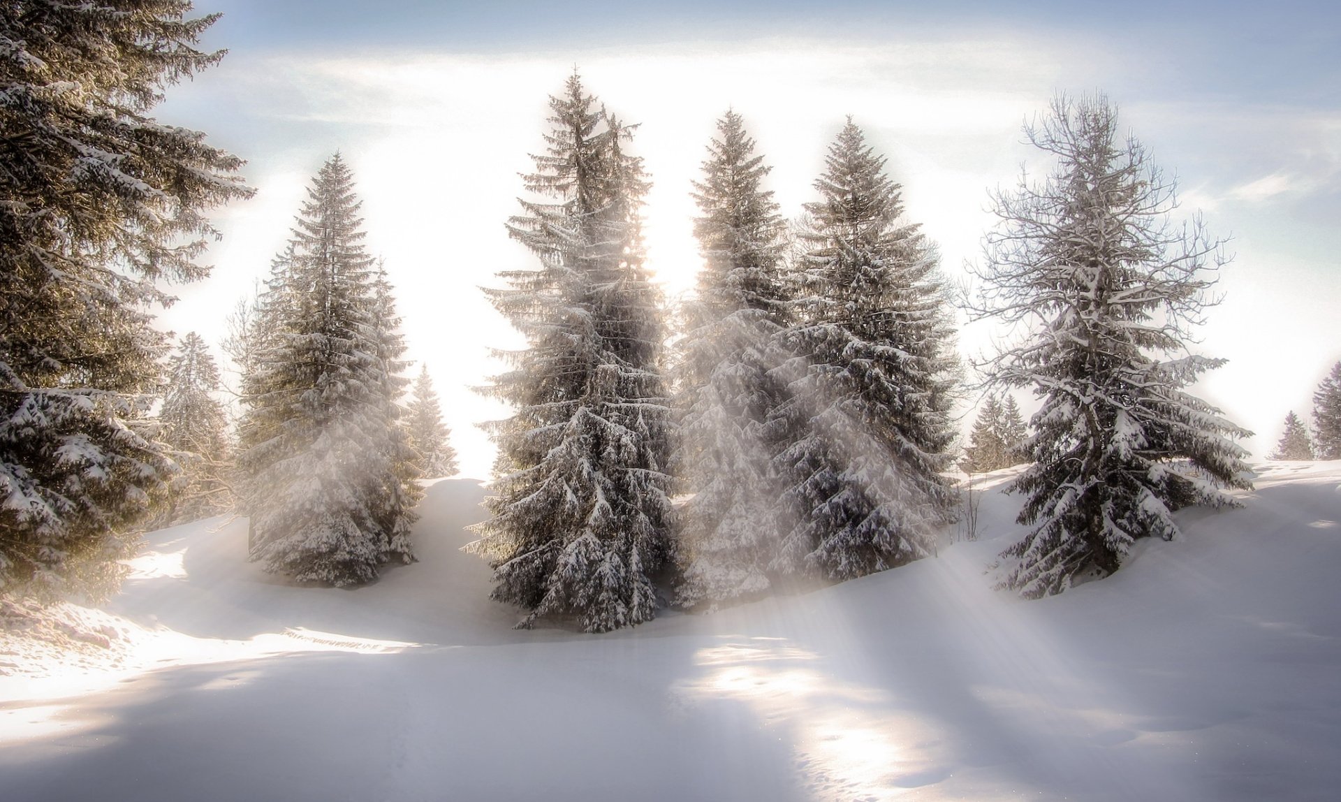 Winter Sunbeams Through Snow-Covered Pines | HD Nature Wallpaper