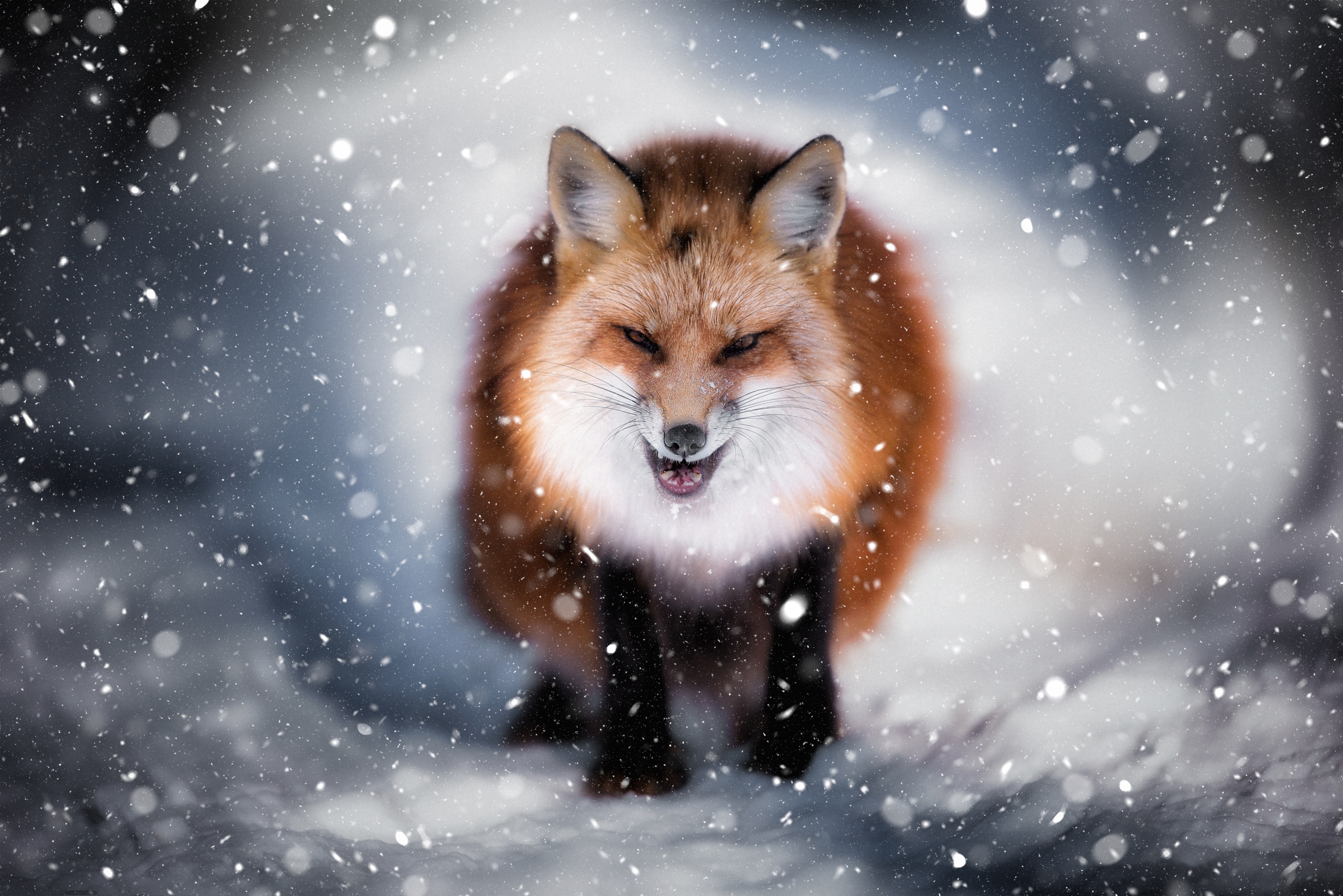 Download Snowfall Snow Winter Animal Fox HD Wallpaper