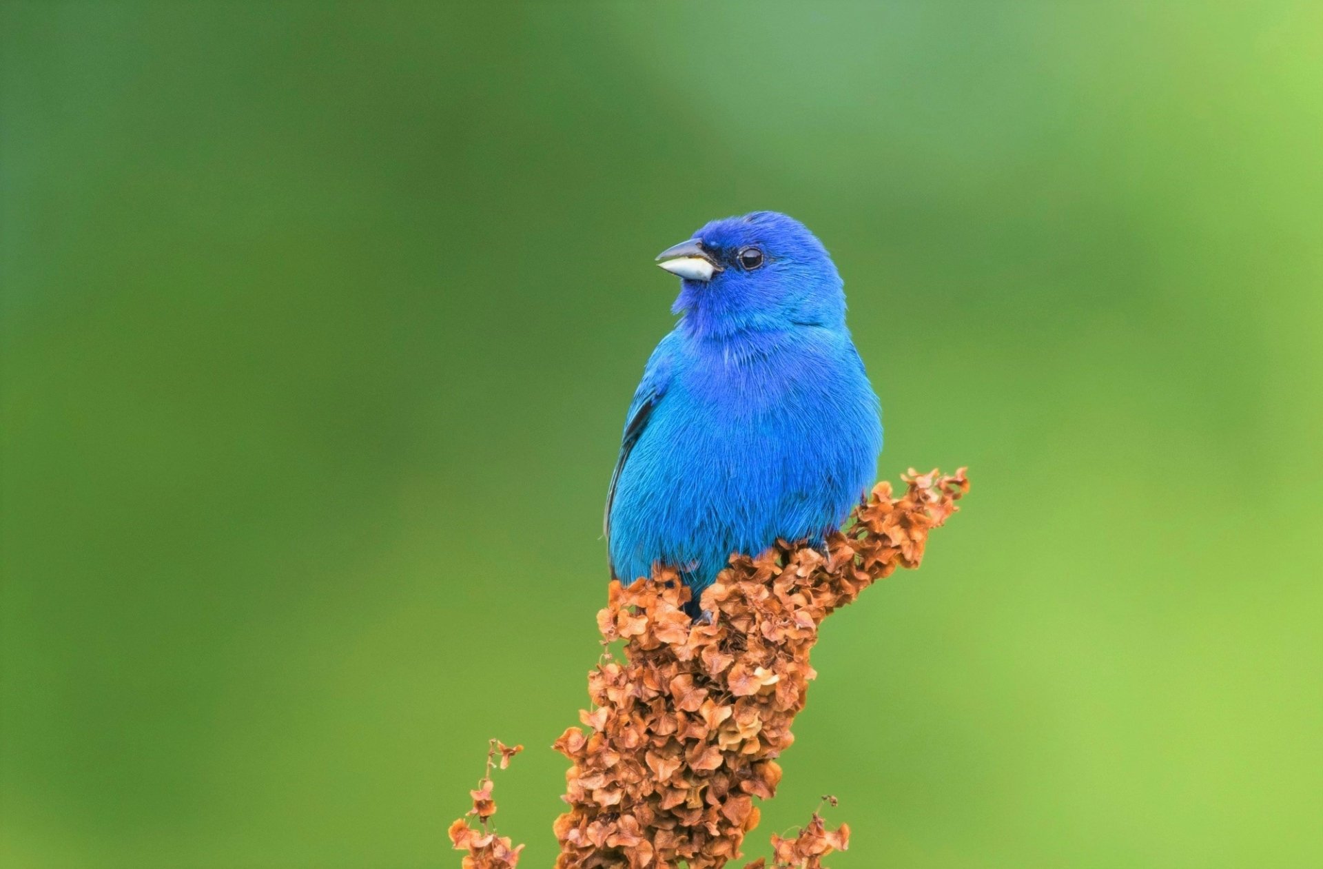 Download Bird Animal Indigo Bunting HD Wallpaper