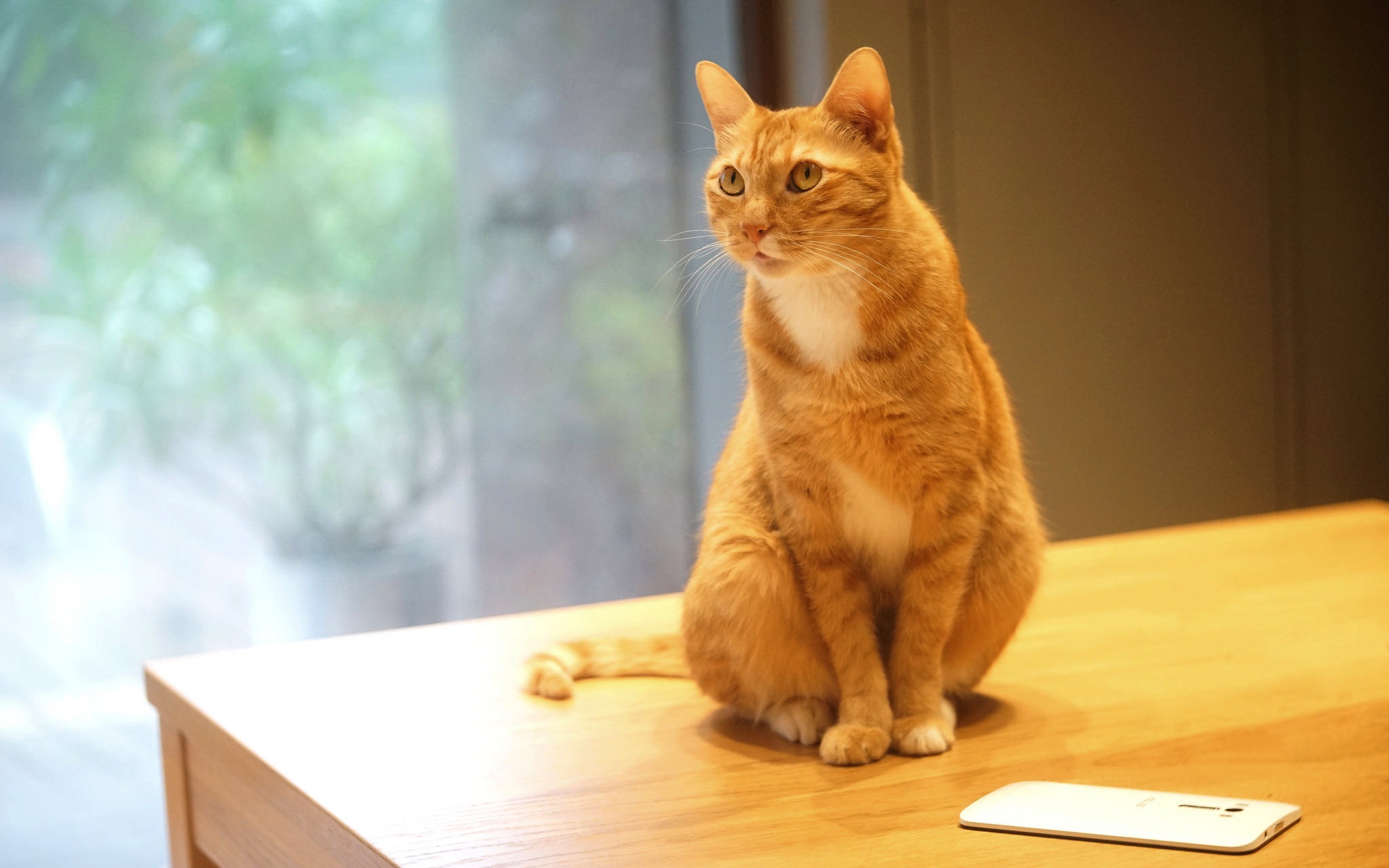 Cat Pet Ipad Wallpapers